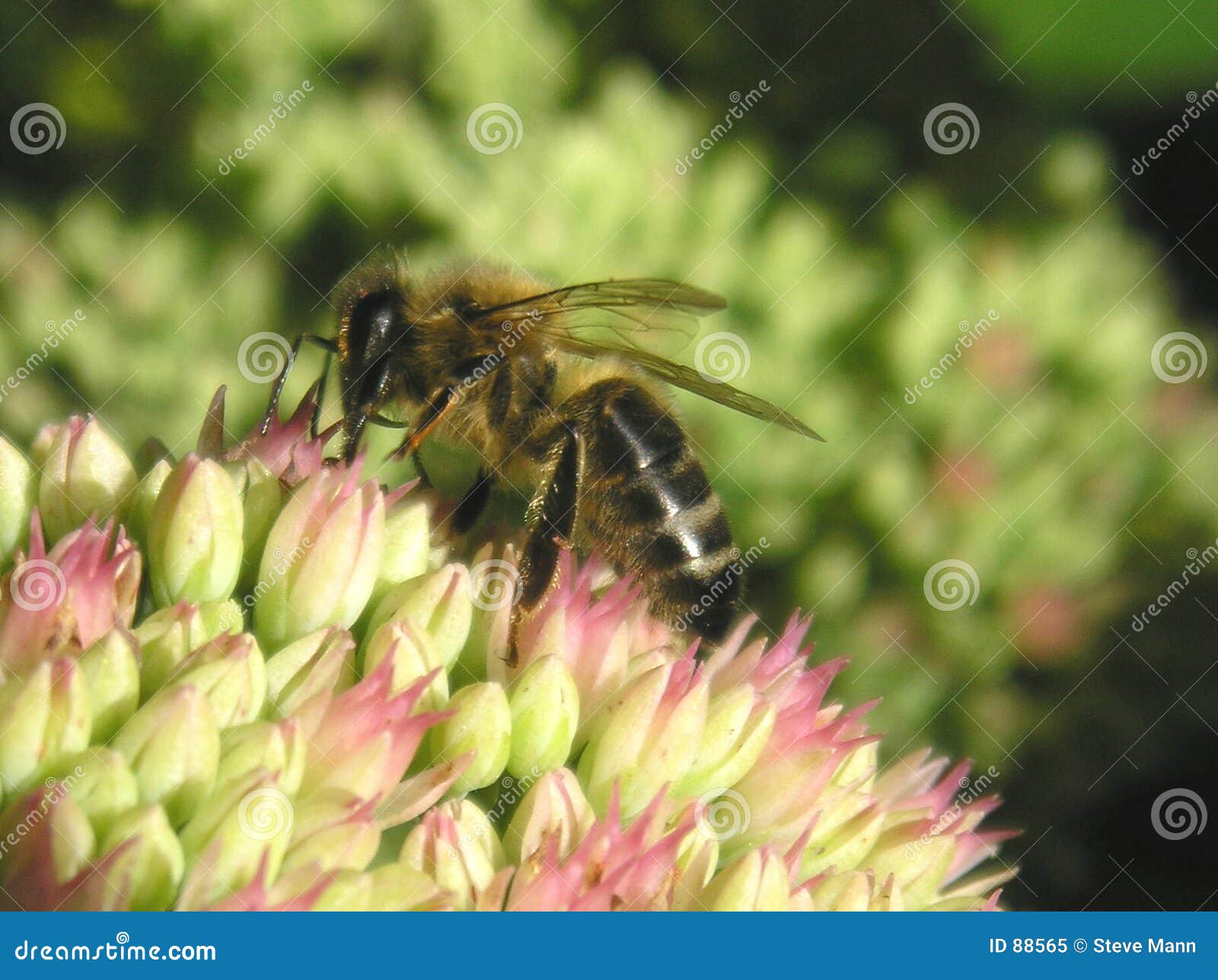 Bee on flora stock image. Image of plants, effort, natural - 88565