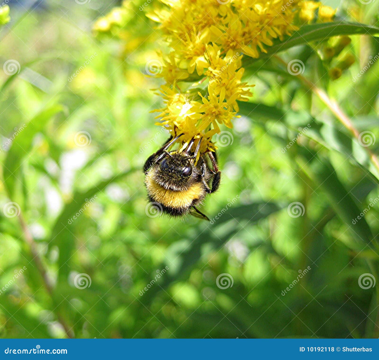 Bee on flower stock photo. Image of insect, plant, flying - 10192118