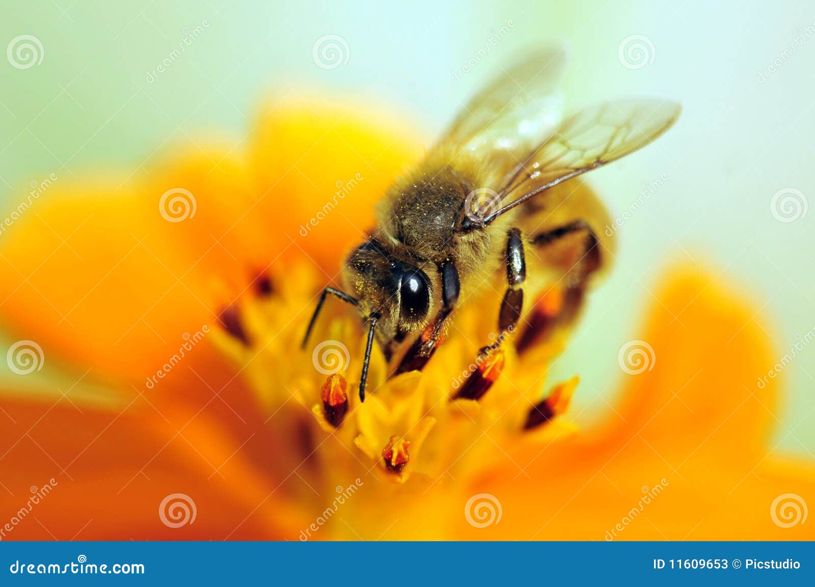 Bee on flower stock image. Image of antenna, small, beautiful - 11609653