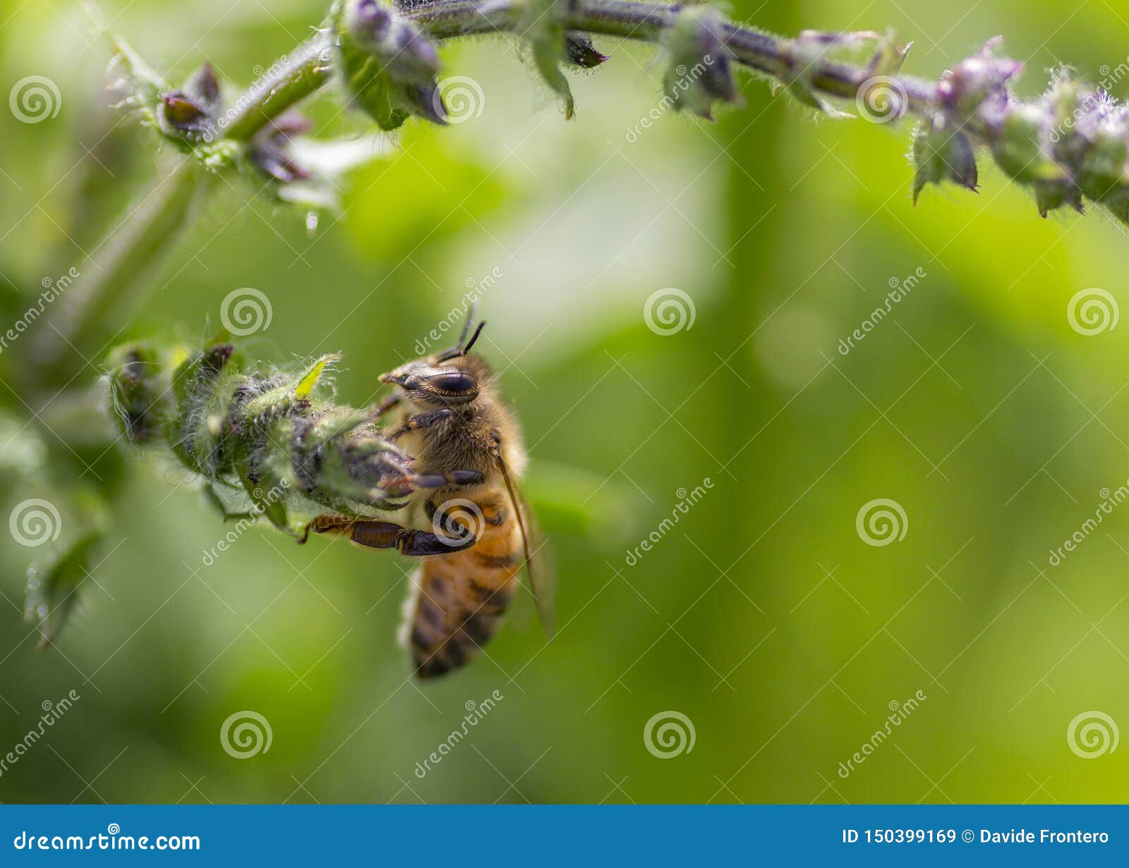 Bee rest on wild flower stock image. Image of flower - 150399169