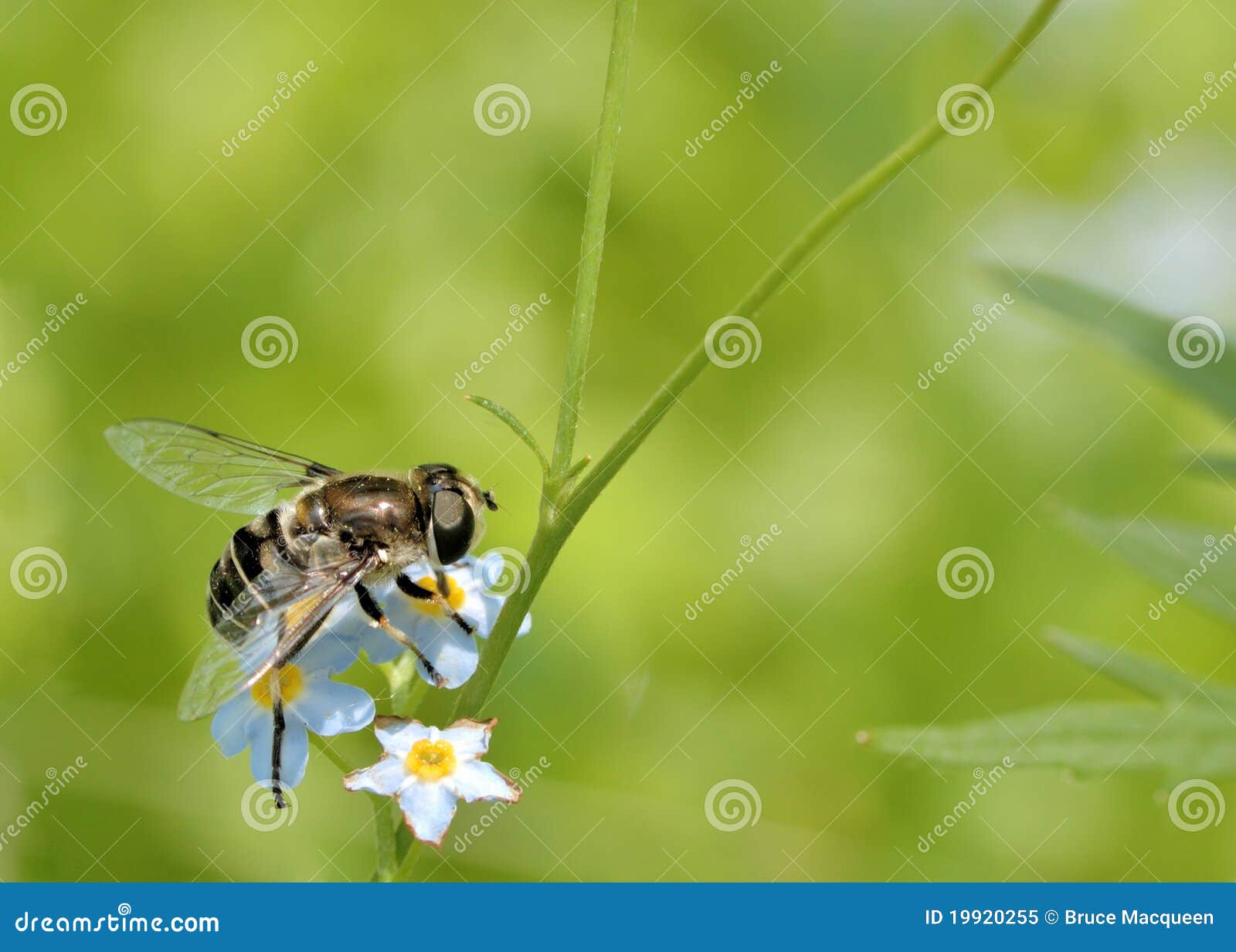 Bee on a Flower stock image. Image of pollen, flower - 19920255