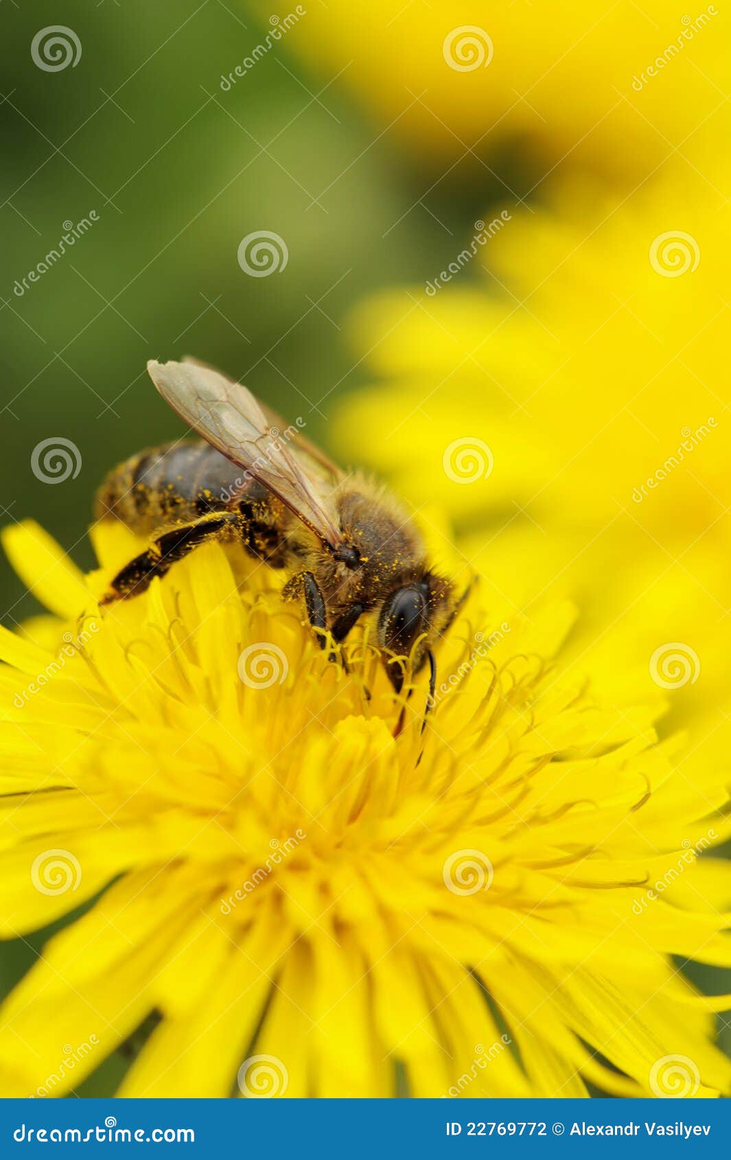Bee on a flower stock photo. Image of apis, close, nature - 22769772