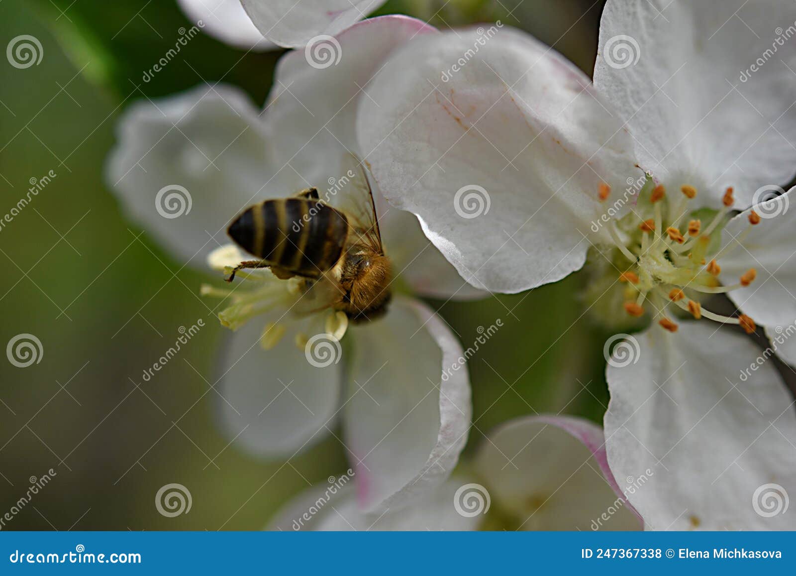 Bee on a Flower of a Blossoming Apple Tree. Pollination Stock Photo ...