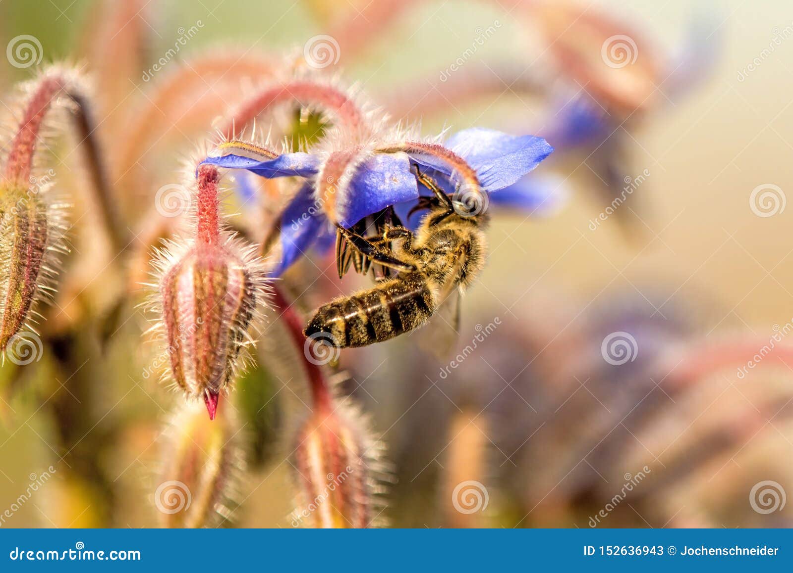 Bee on flower of a borage stock image. Image of pollen - 152636943
