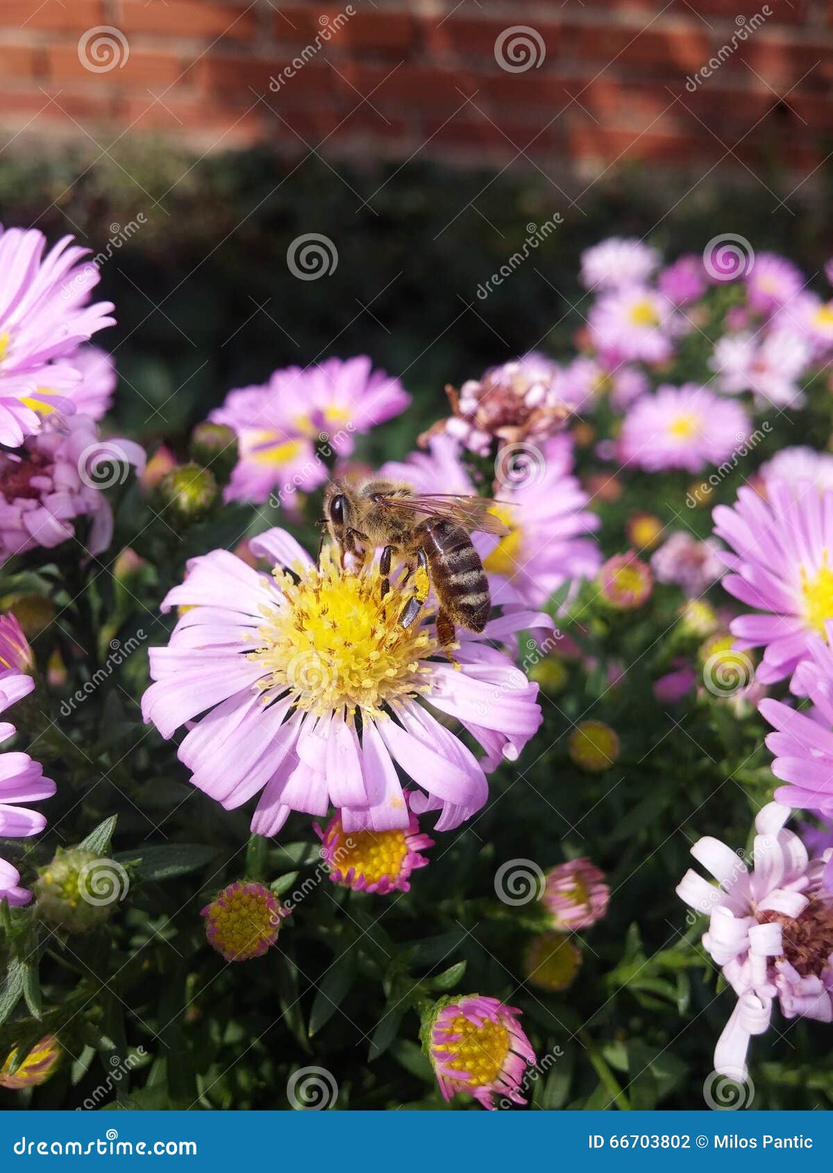 Bee flower stock photo. Image of violet, flowers, nature - 66703802