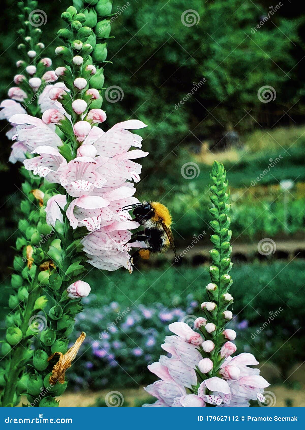 A Bee on the Flower, Botanical Garden, Paris Stock Photo - Image of ...