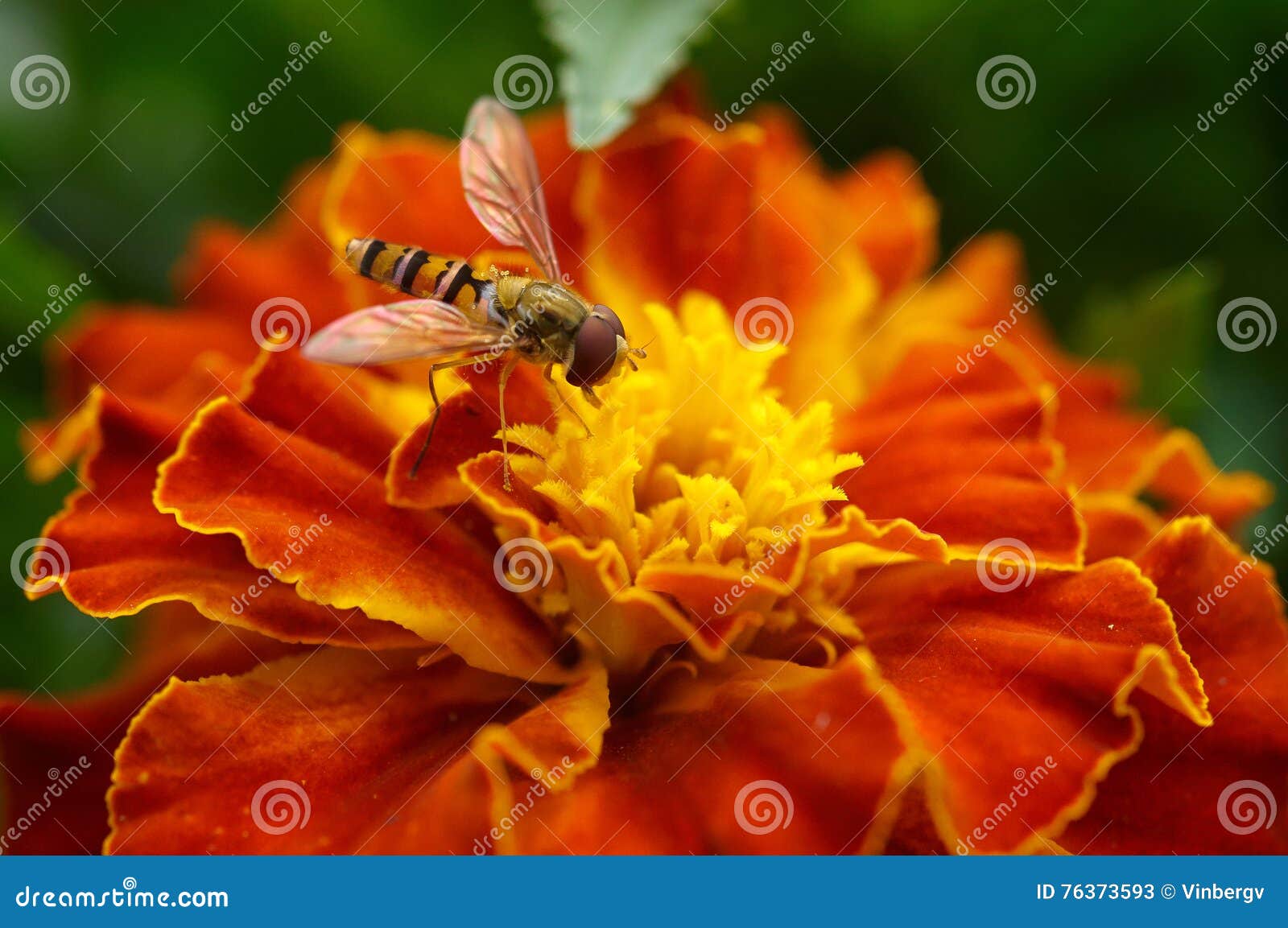 Bee on a flower close-up stock image. Image of face, botany - 76373593
