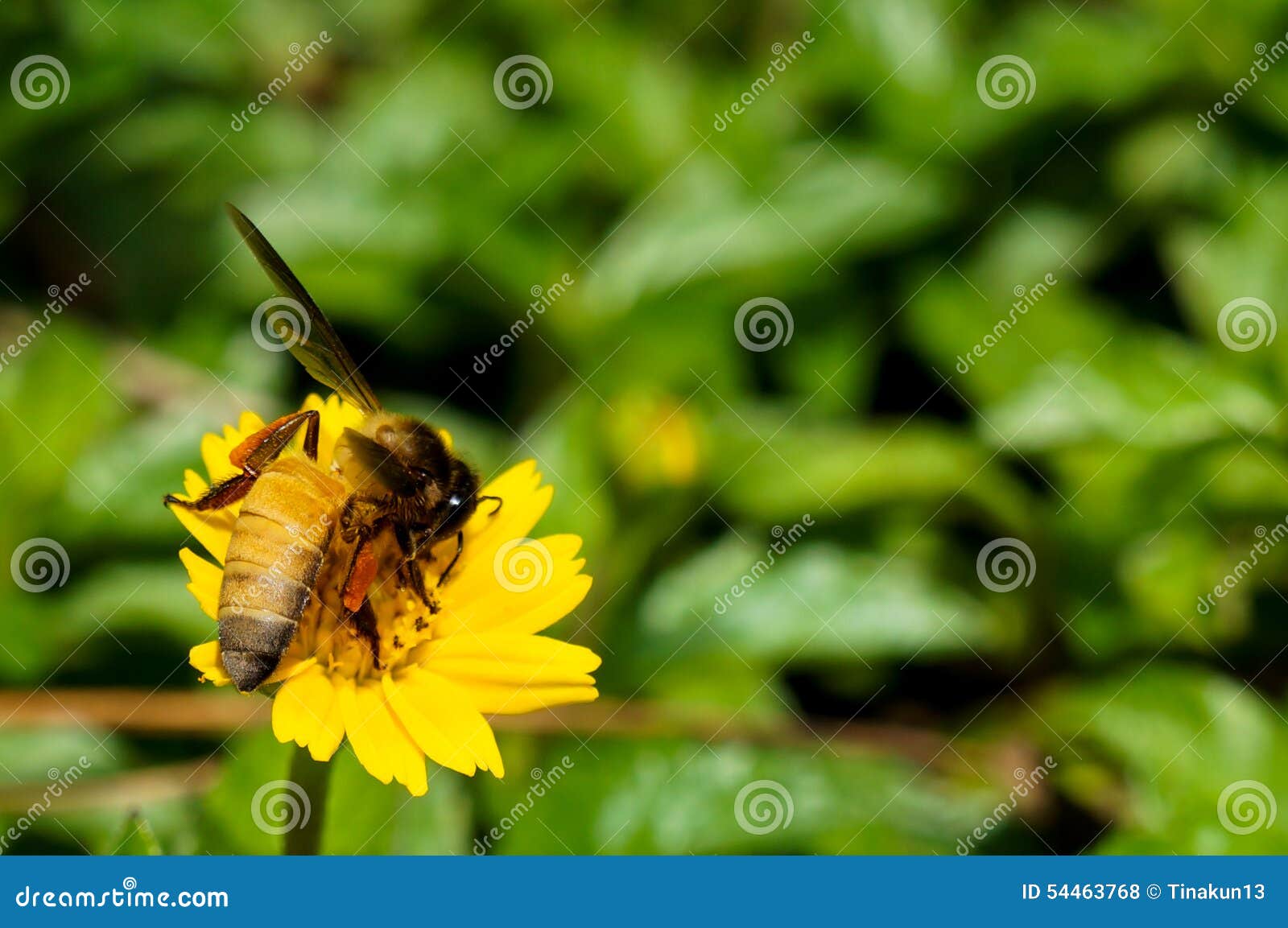 A Bee on Flower stock photo. Image of botanical, pollinate - 54463768