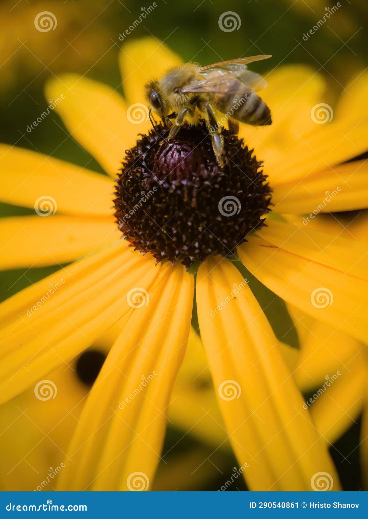 Bee on Flower Collecting Pollen Stock Image - Image of insect, honeybee ...