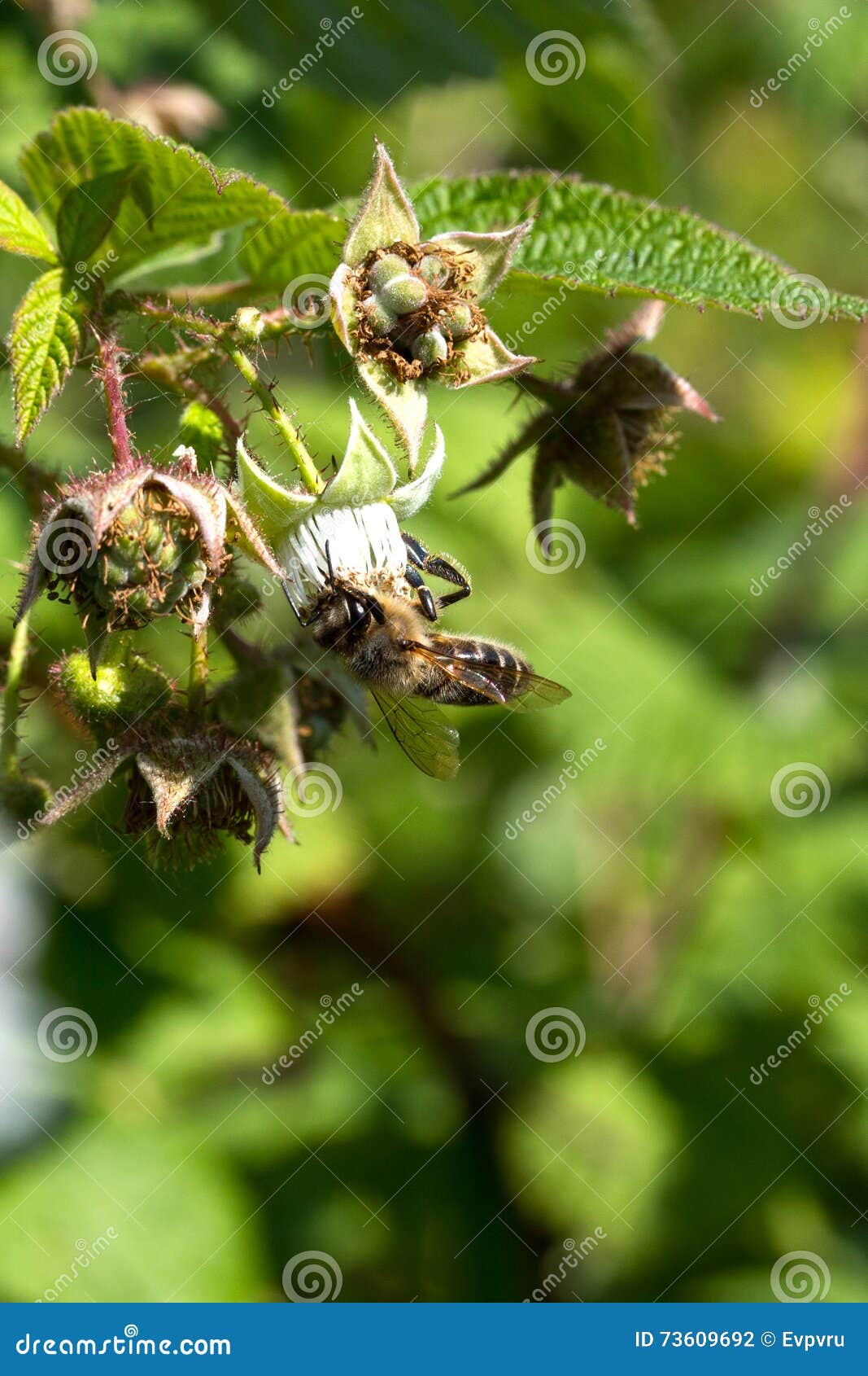 Bee on Flower Collecting Pollen Raspberry Stock Photo - Image of ...
