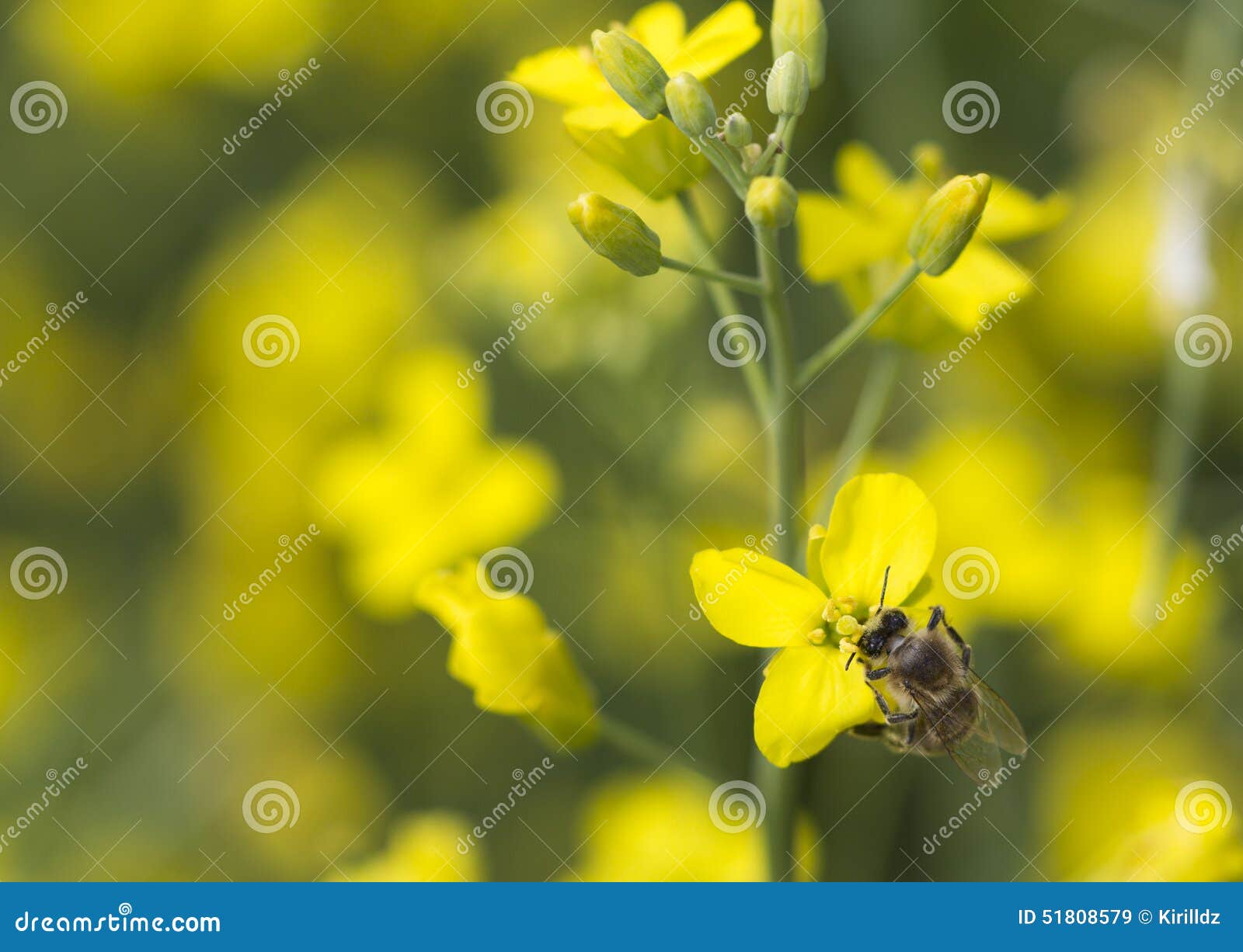 Bee on flower stock image. Image of pollination, apiary - 51808579