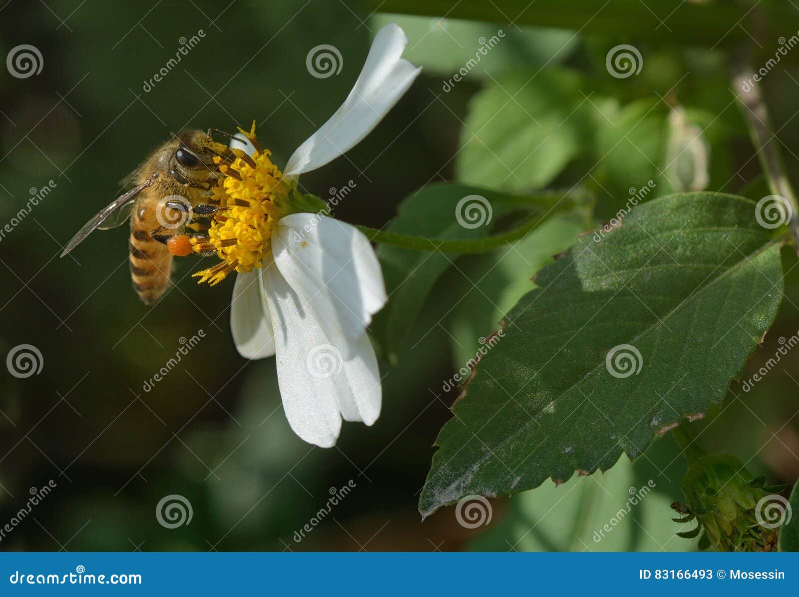 Bee in flower core stock image. Image of pink, nature - 83166493