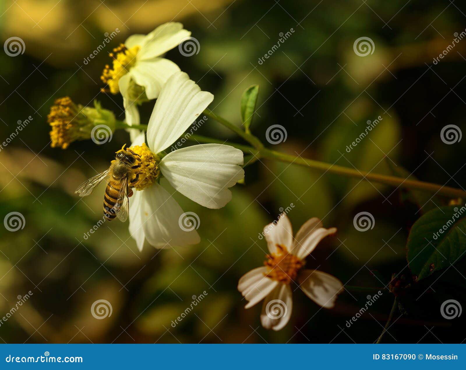 Bee in flower core stock photo. Image of leaf, pink, nature - 83167090