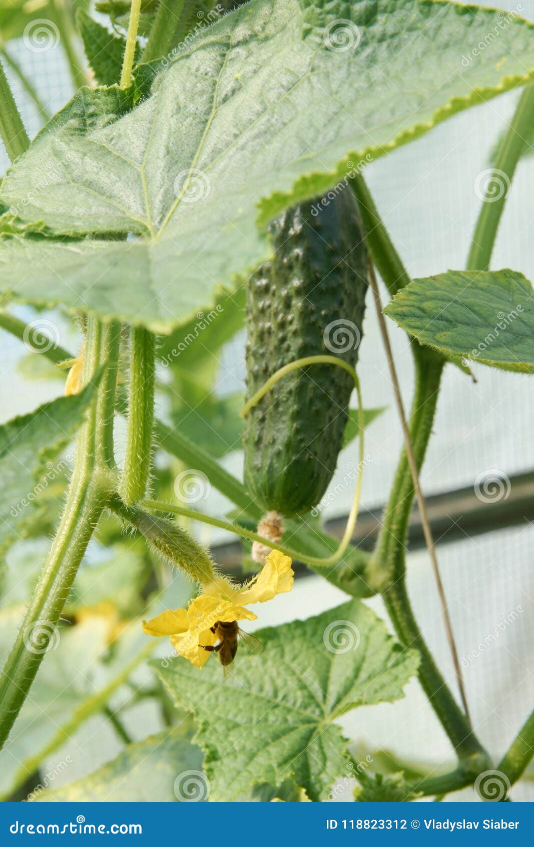 Bee on the Flower of Cucumber Stock Photo - Image of fresh, cucumbers ...