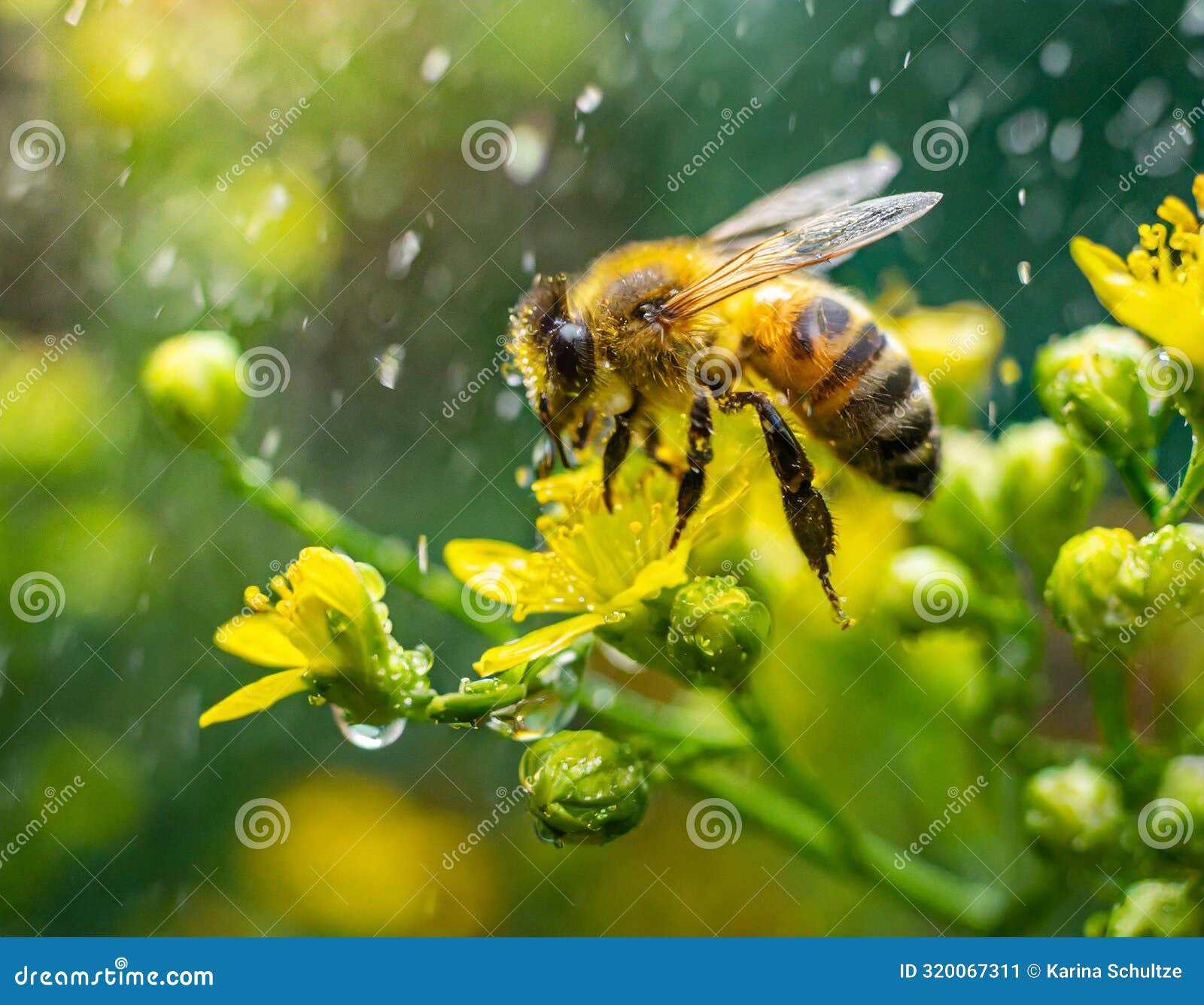 A Bee is on a Flower, Drinking Nectar Stock Illustration - Illustration ...