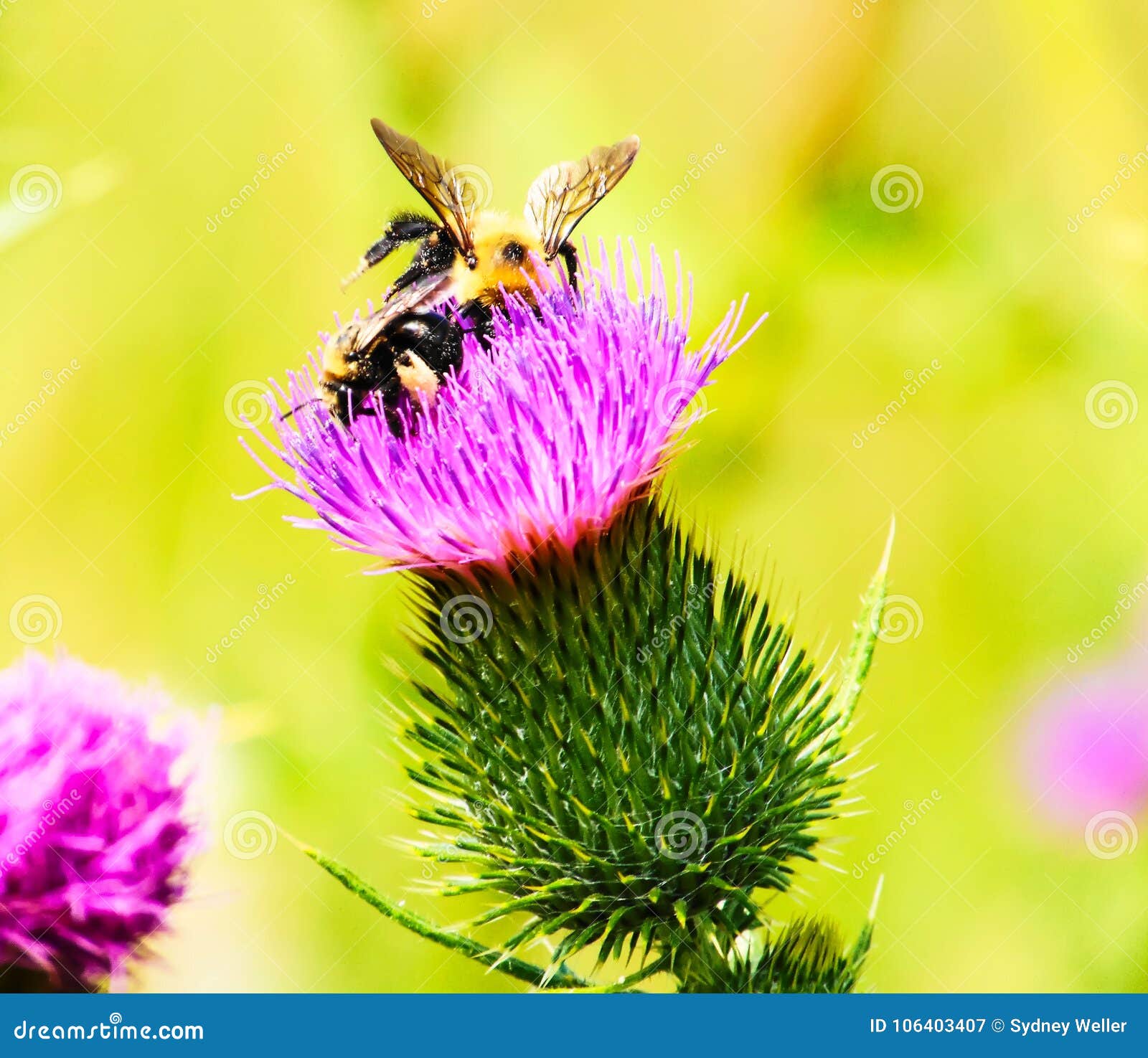 A Bee on a Flower: Drinking Nectar Stock Image - Image of backround ...
