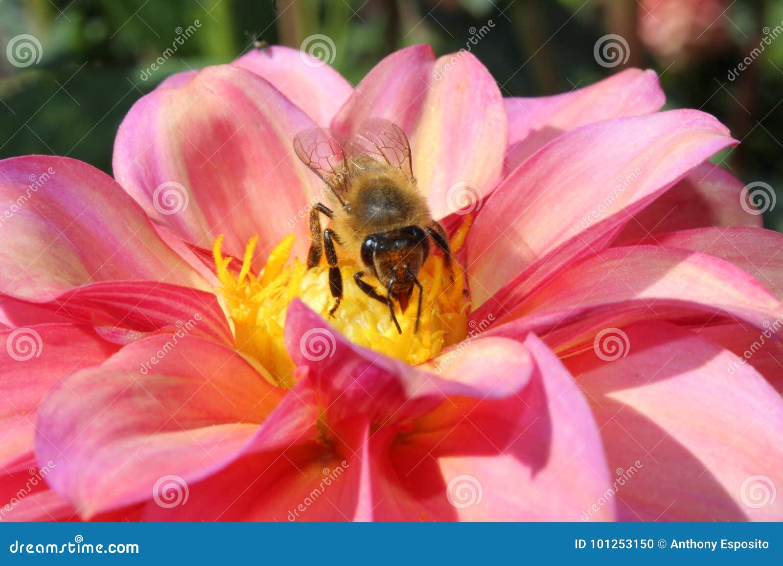 Bee on a flower stock photo. Image of flower, head, nectar - 101253150