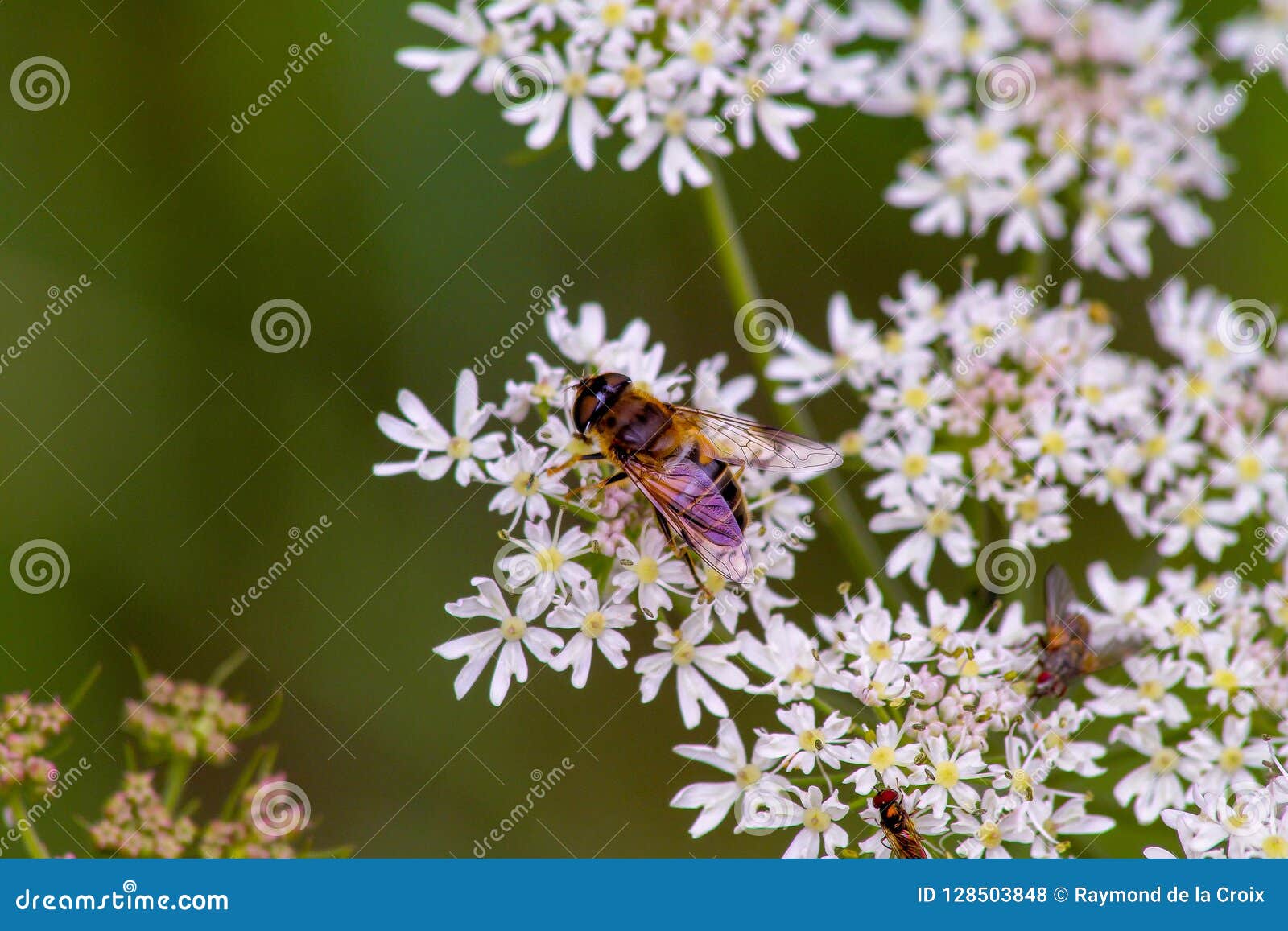 Bee relaxing on a flower stock photo. Image of macrophotography - 128503848