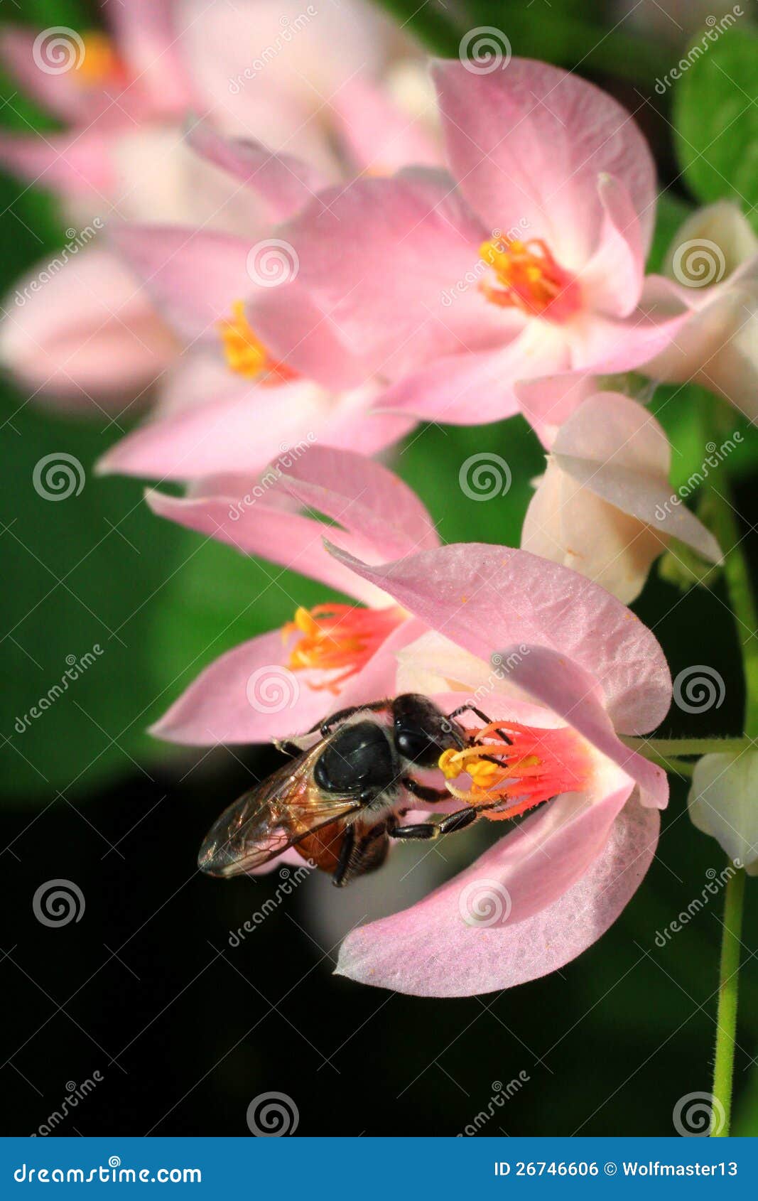 Bee and Flower Fertilization in Garden Stock Photo - Image of nature ...