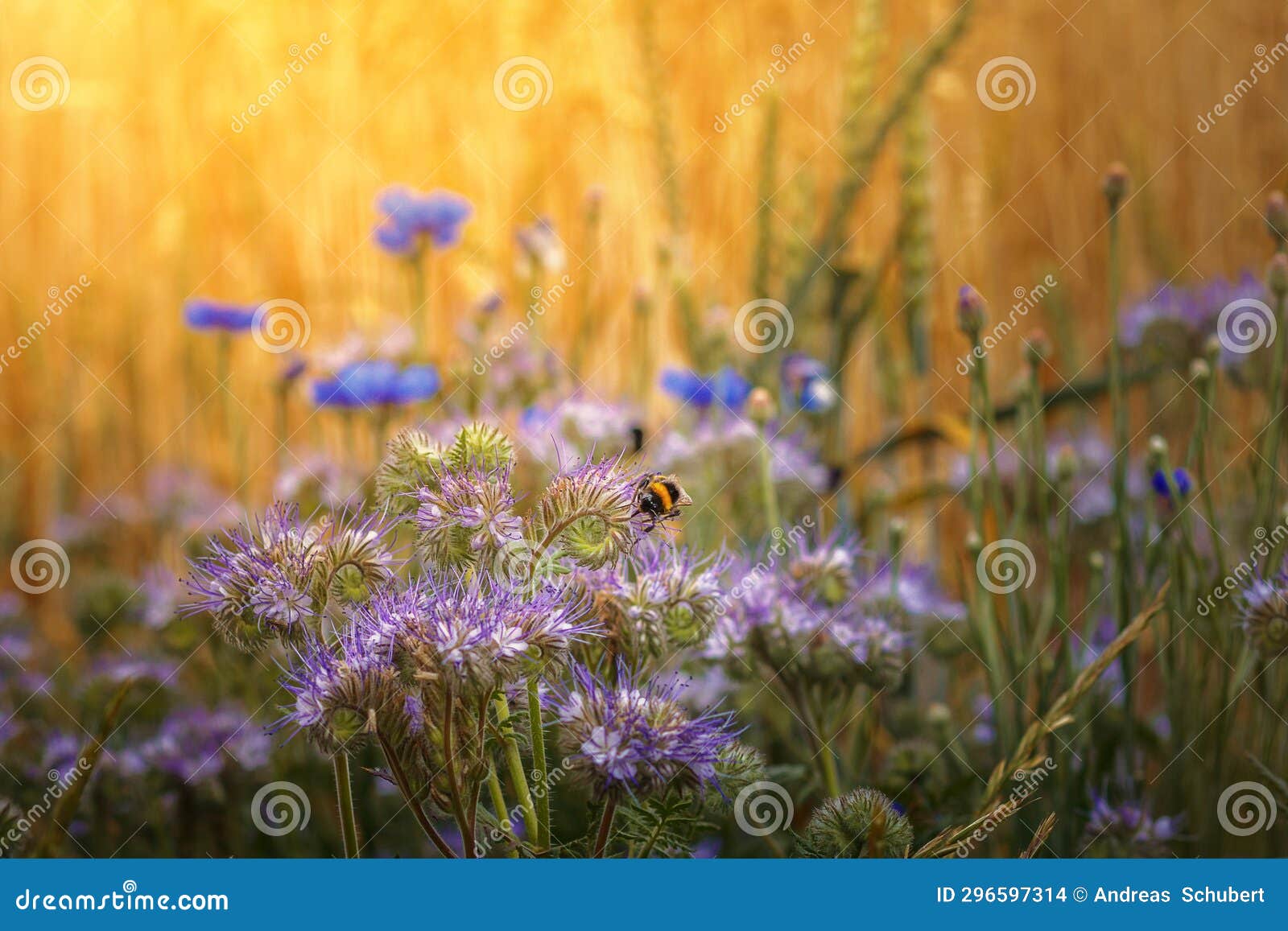 Bee on a Flower in the Field in Beautiful Sunshine Stock Photo - Image ...