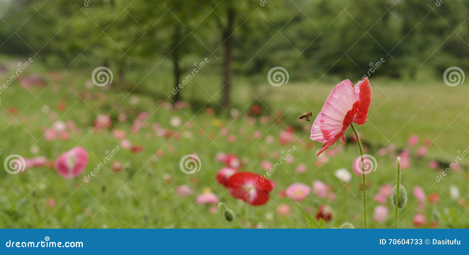 Bee corn poppy stock image. Image of blossom, spring - 70604733