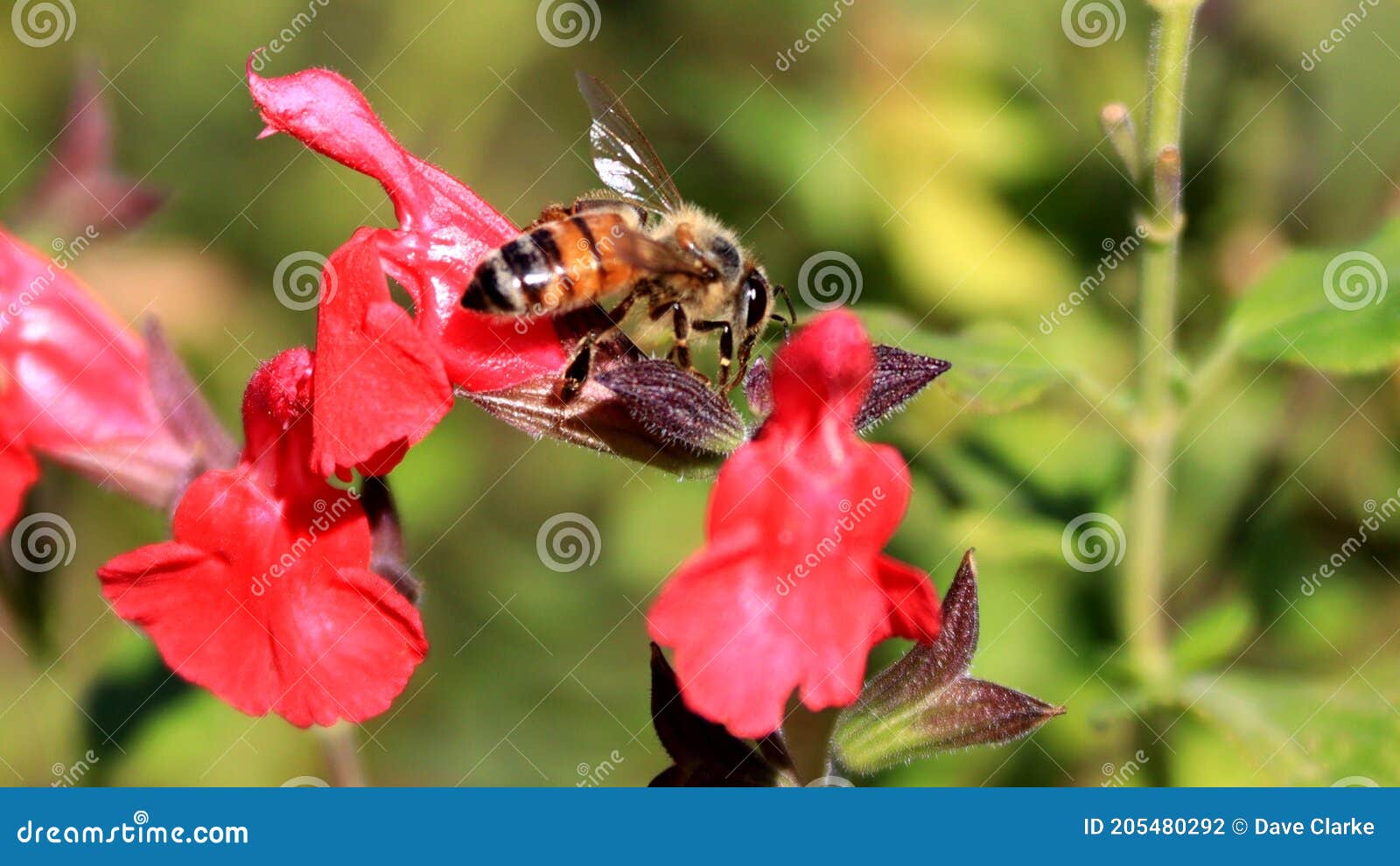 Bee on flower stock photo. Image of pollinating, honeybee - 205480292