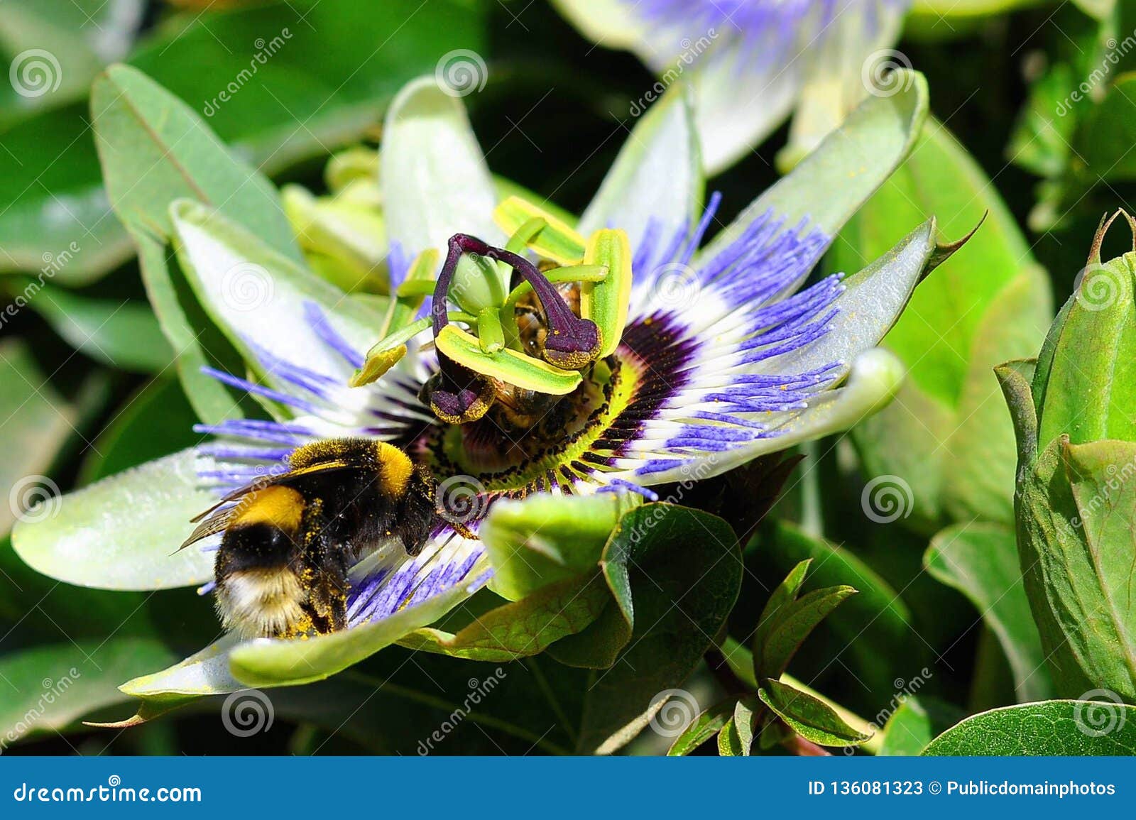 Bee, Flower, Honey Bee, Flora Picture. Image: 136081323