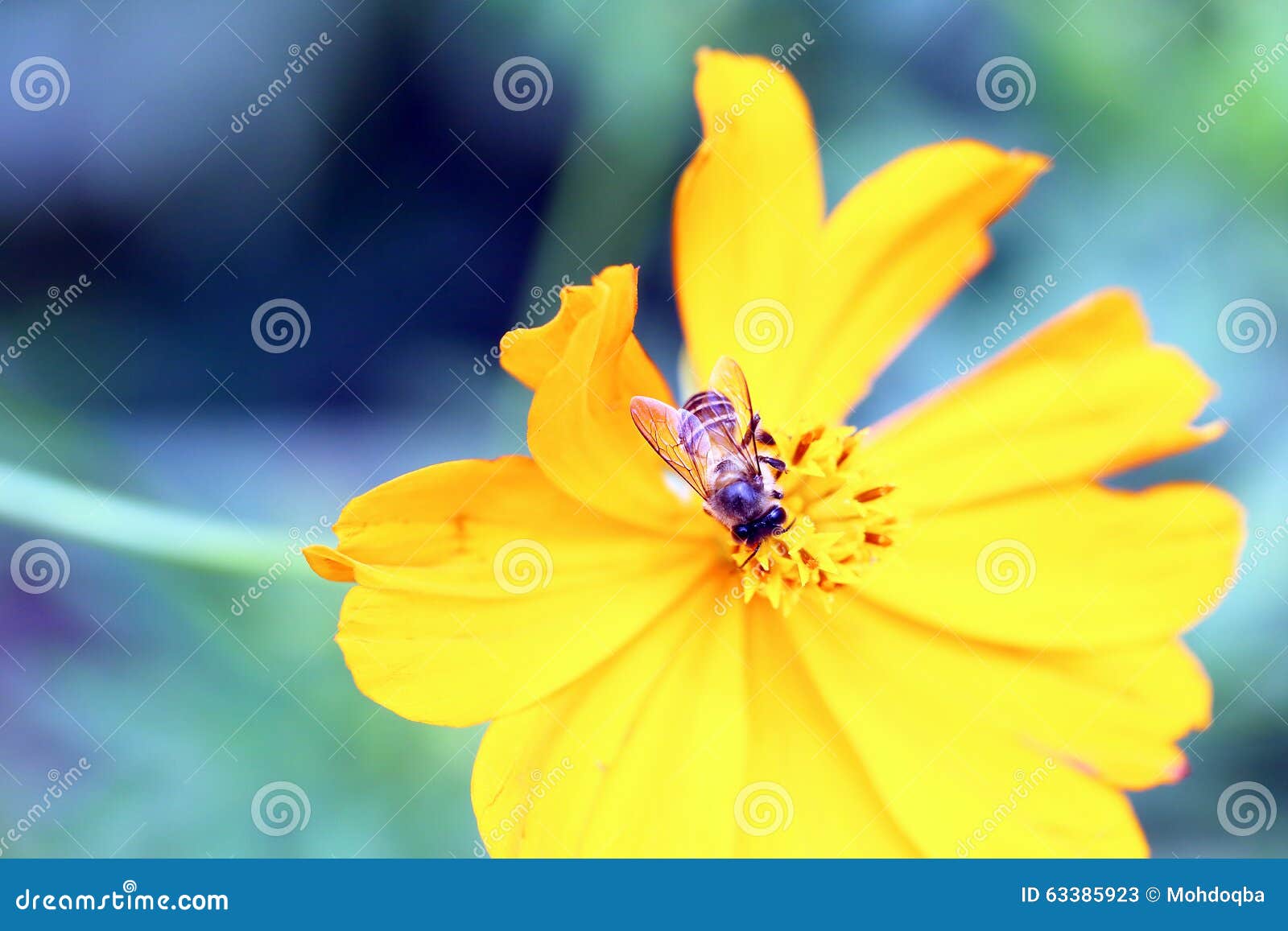Bee on flower stock image. Image of garden, wasp, nectar - 63385923
