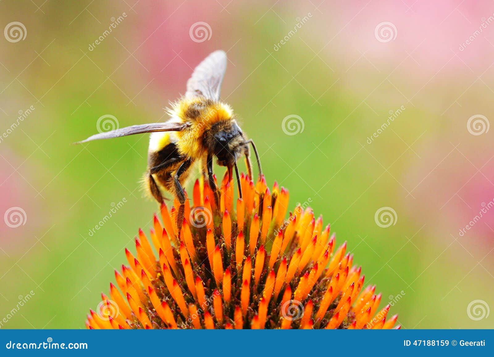 A bee and flower stock image. Image of wildlife, pink - 47188159