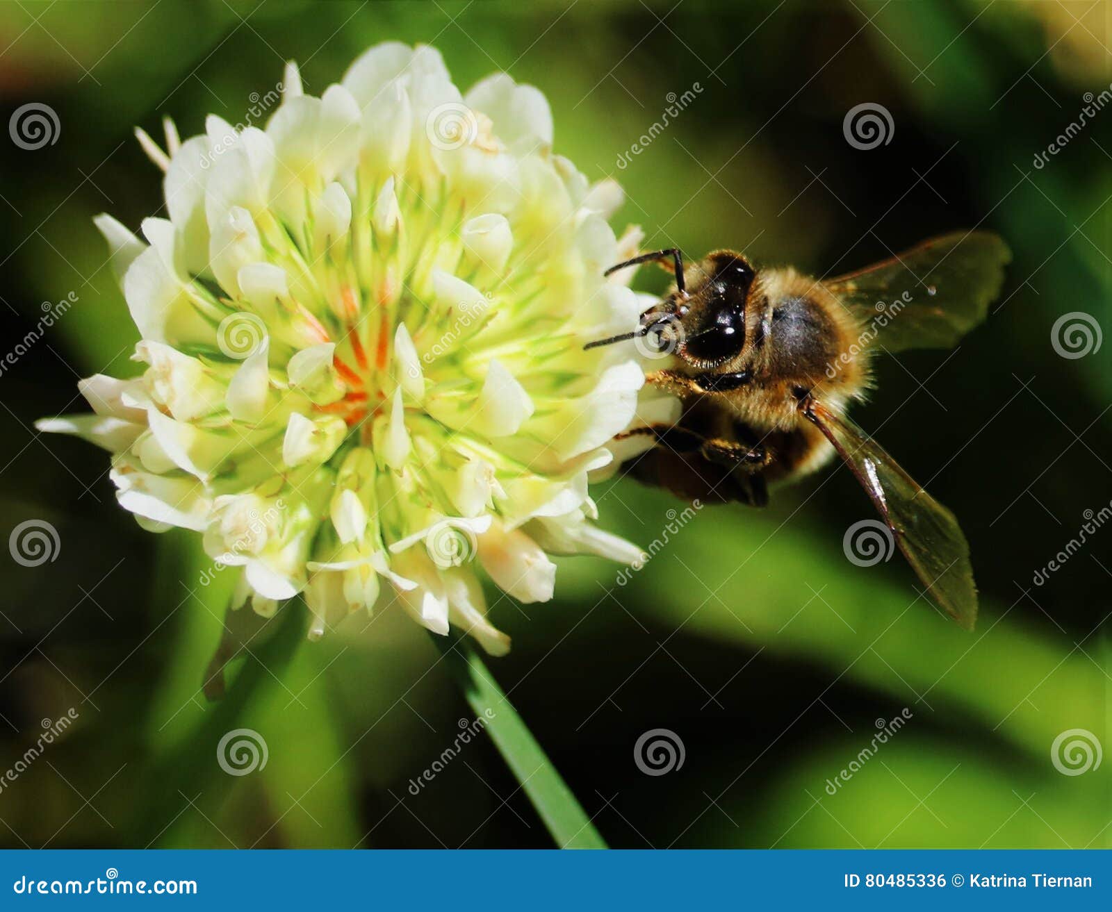 The Bee and the Flower stock photo. Image of nature, landing - 80485336