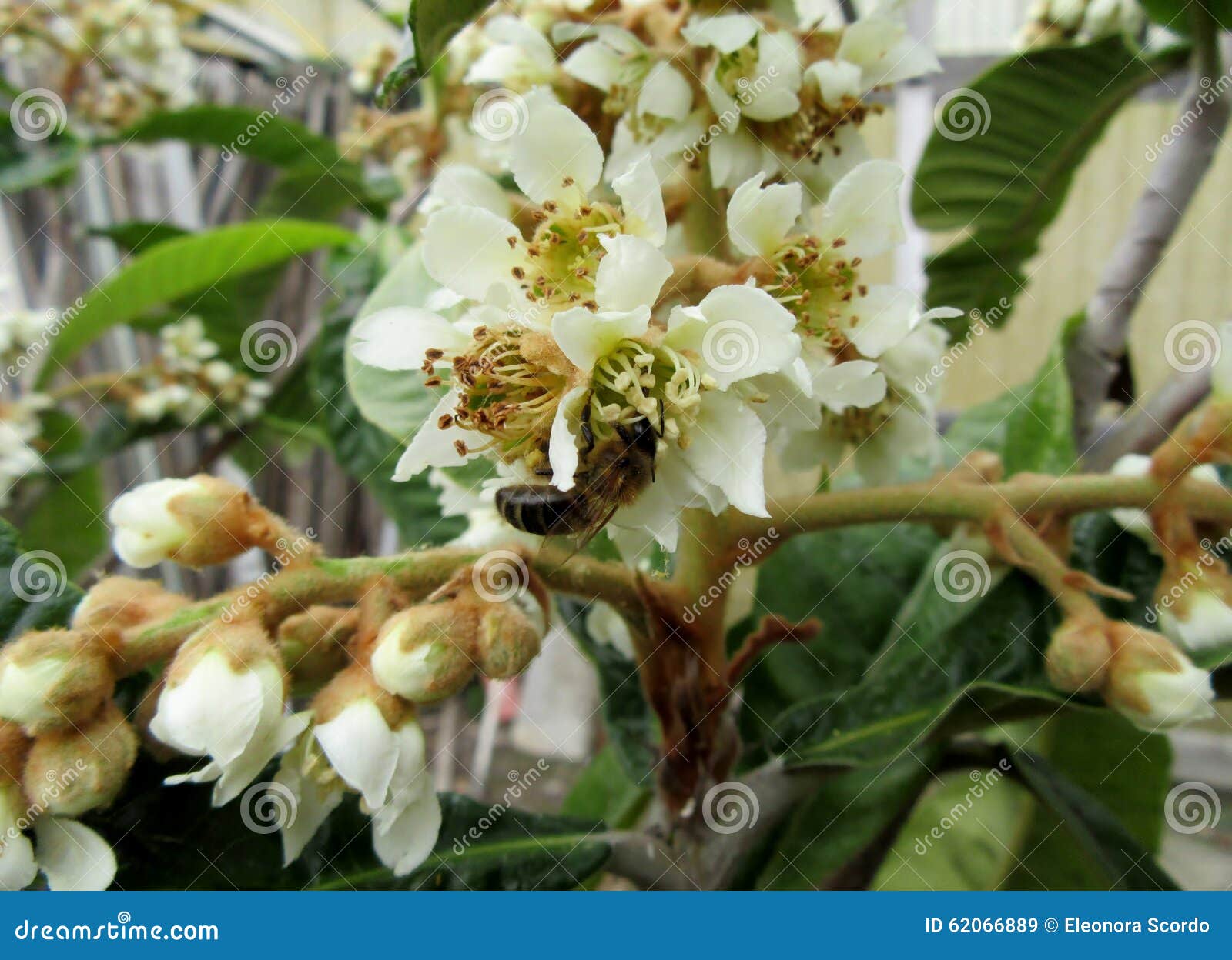 Bee on a flower loquat stock image. Image of inflorescence - 62066889