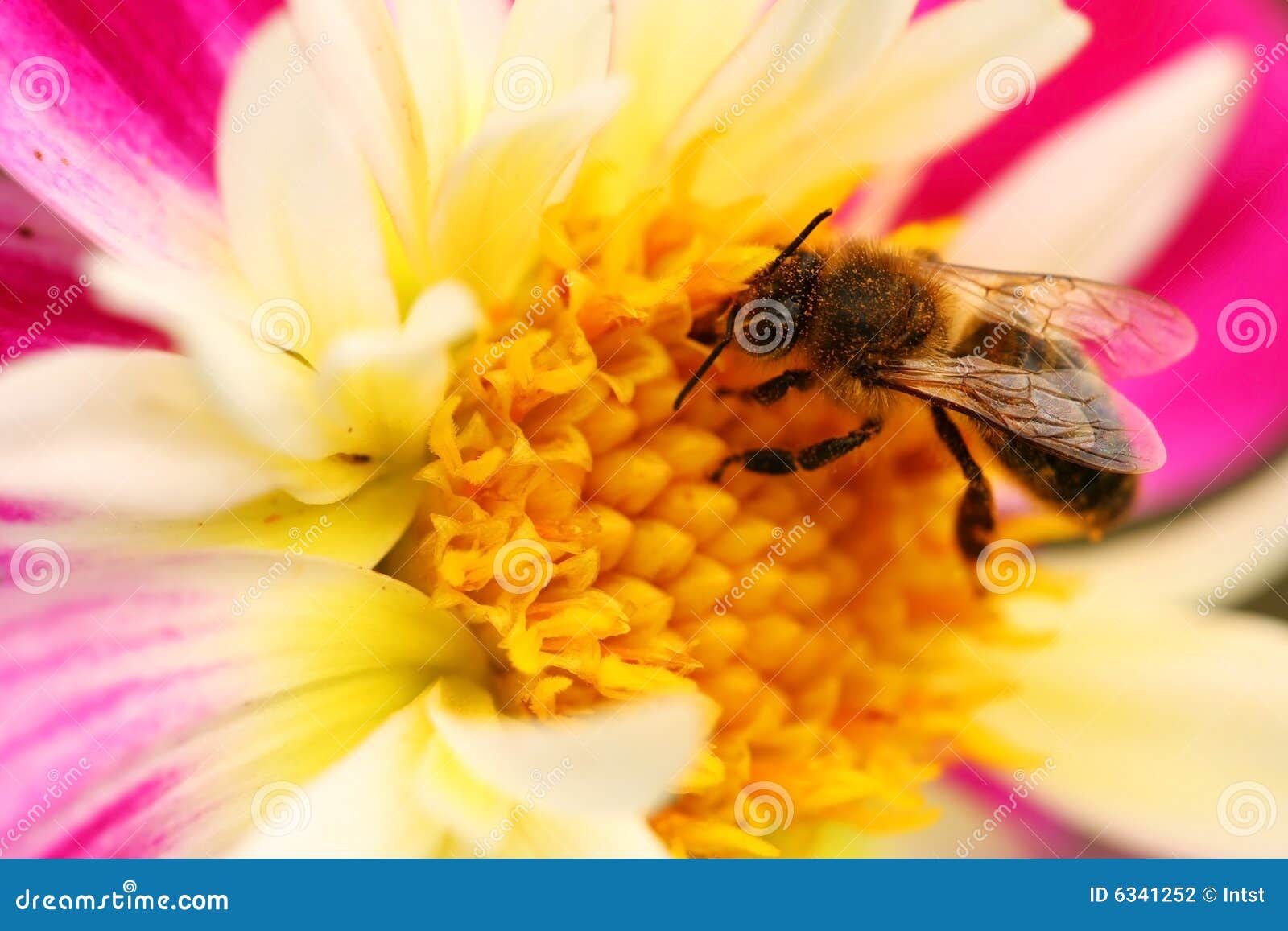 Bee on flower macro stock photo. Image of selected, head - 6341252