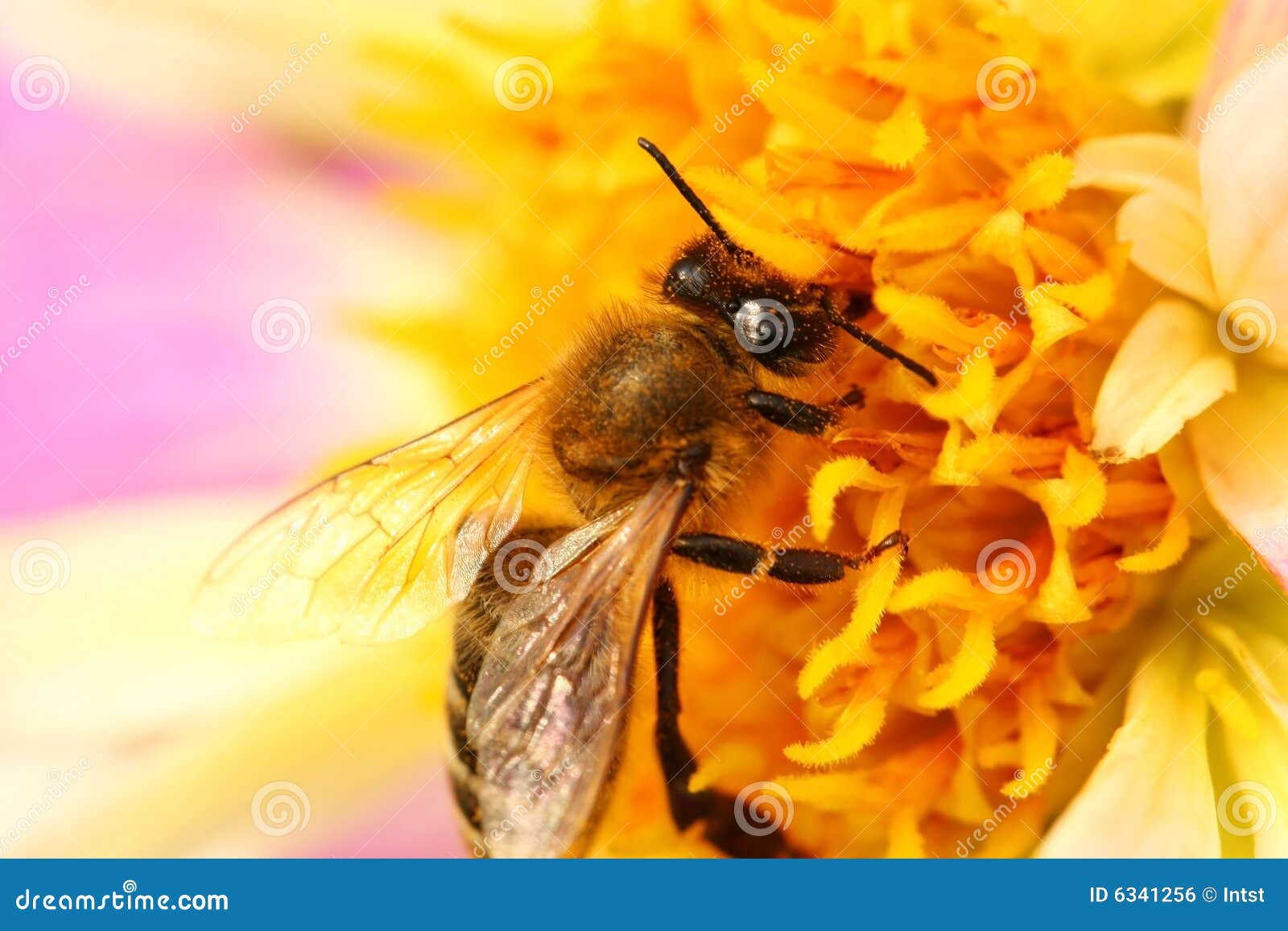 Bee on flower macro stock photo. Image of head, detailed - 6341256