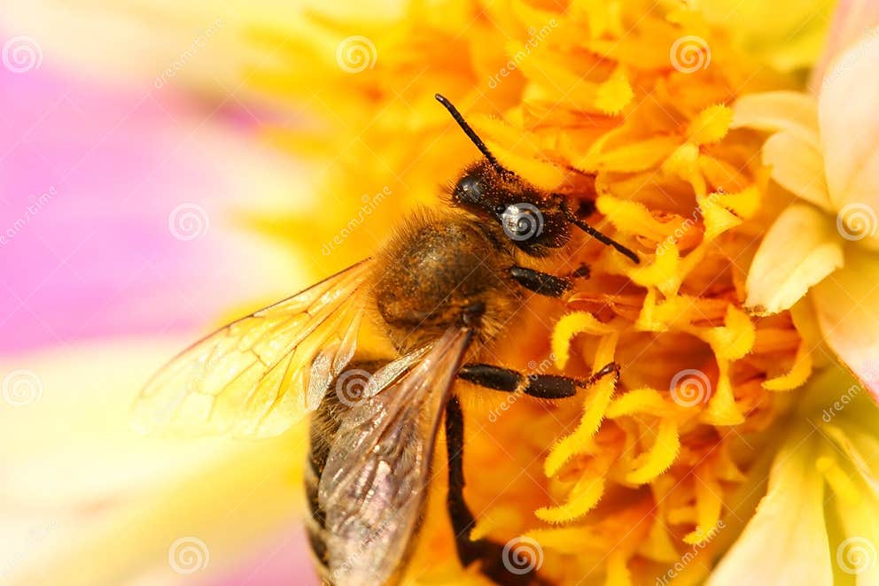 Bee on flower macro stock photo. Image of head, detailed - 6341256