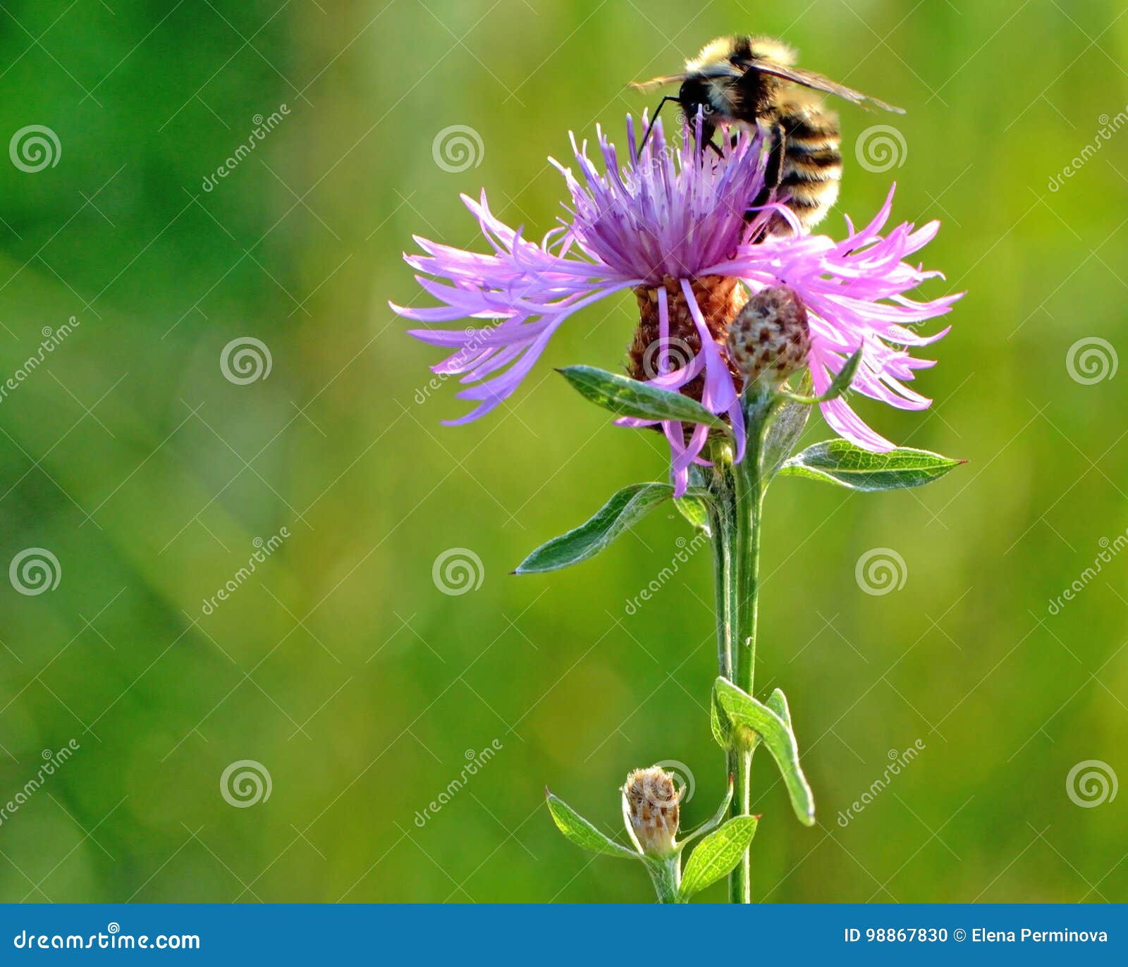 Bee on flower macro stock photo. Image of beautiful, season - 98867830