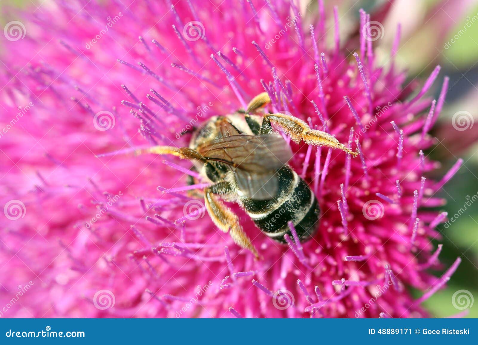 Bee on flower macro stock image. Image of detail, macro - 48889171