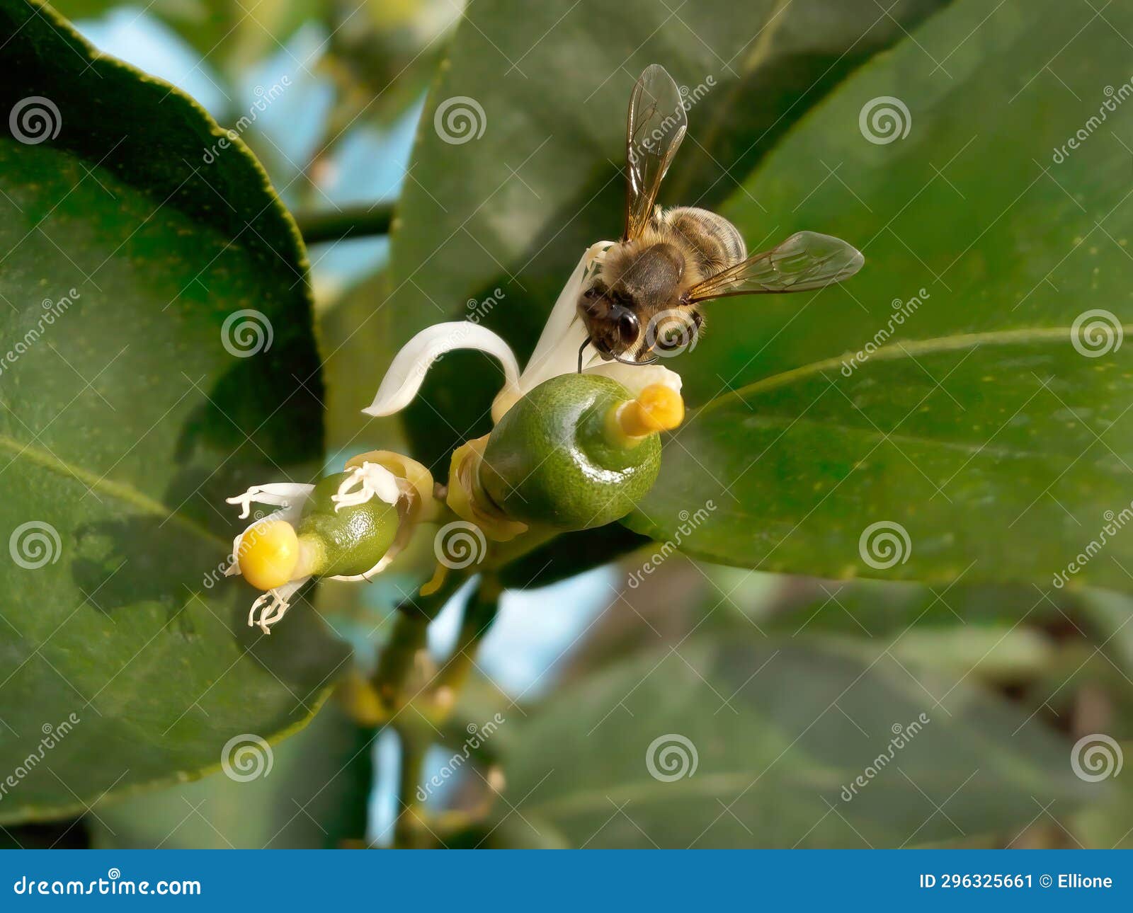 Close-up of a Bee on a Lemon Tree Flower. Stock Image - Image of leaf ...