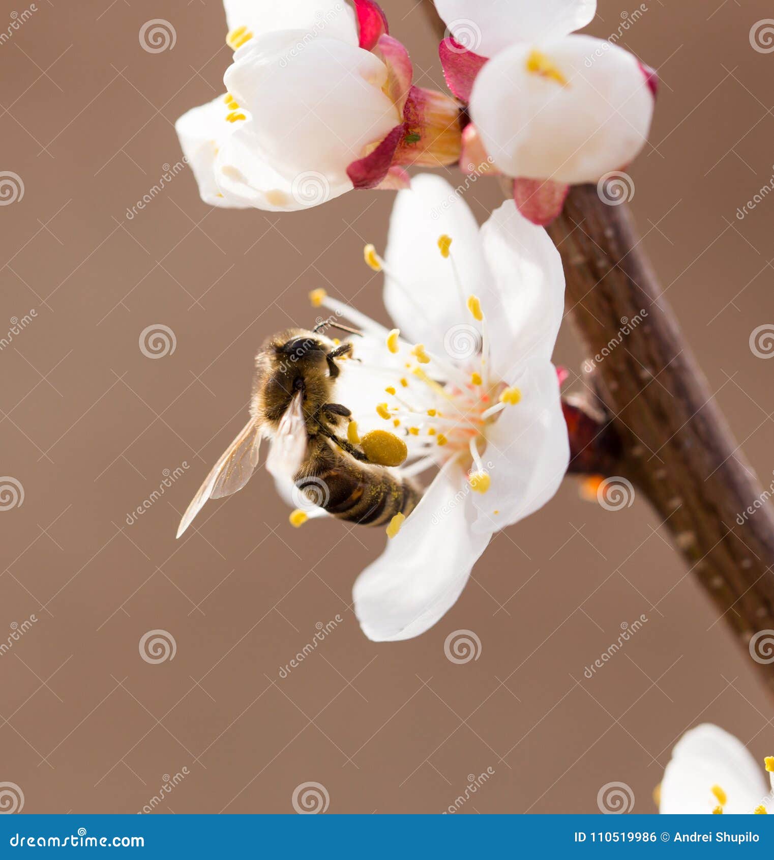 Bee on a Flower in the Nature. Macro Stock Photo - Image of macro ...