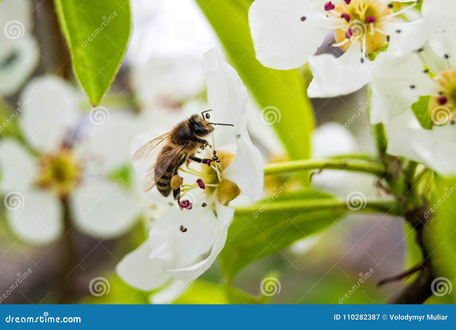 Bee on Flower Pear, Pollination of Plants, Collection of Nectar, Spring ...