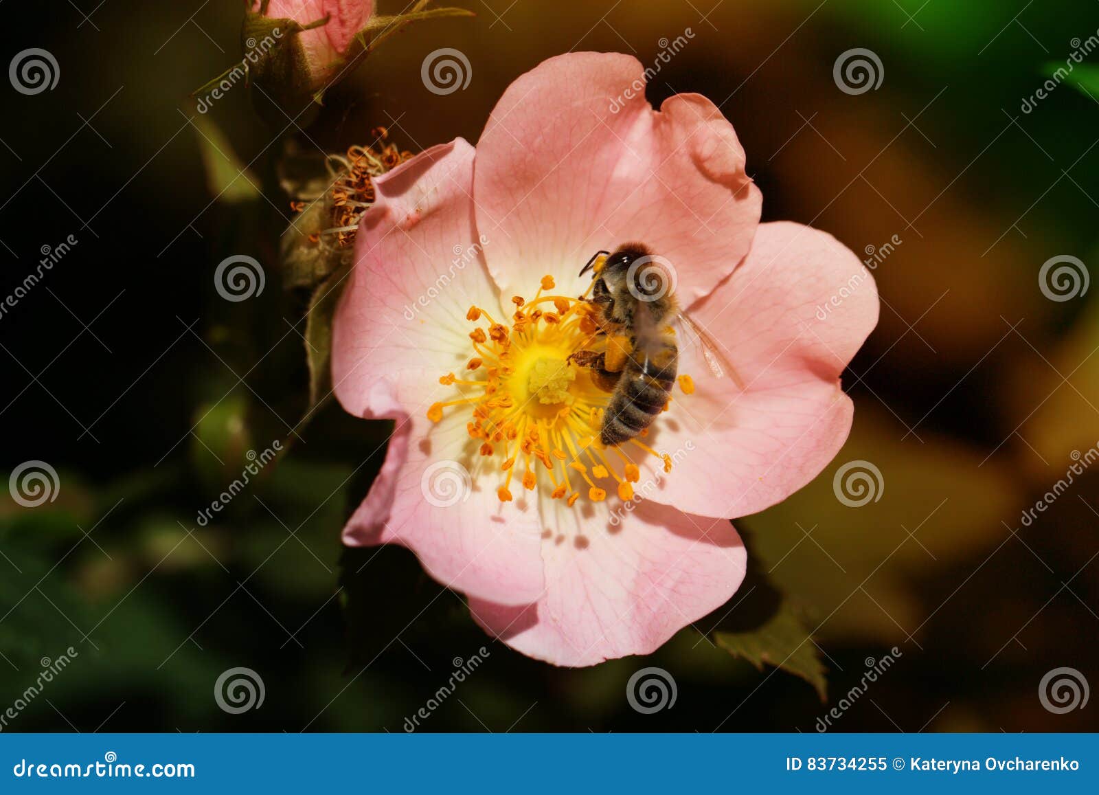 Bee on a Flower of a Pink Flower Stock Image - Image of outdoor, grow ...