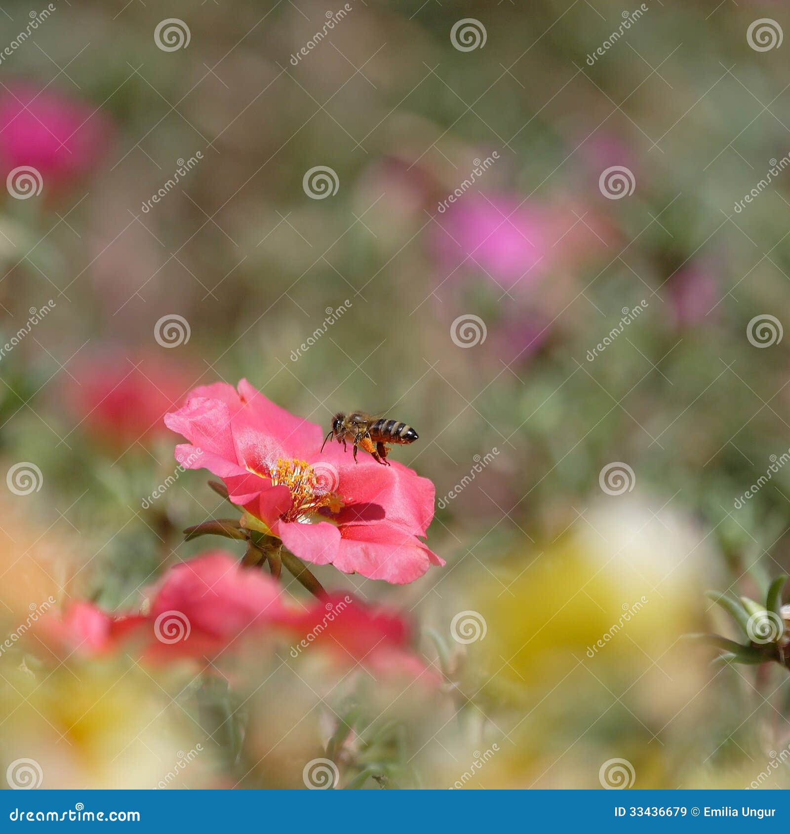 Bee on a flower stock image. Image of spring, meadow - 33436679
