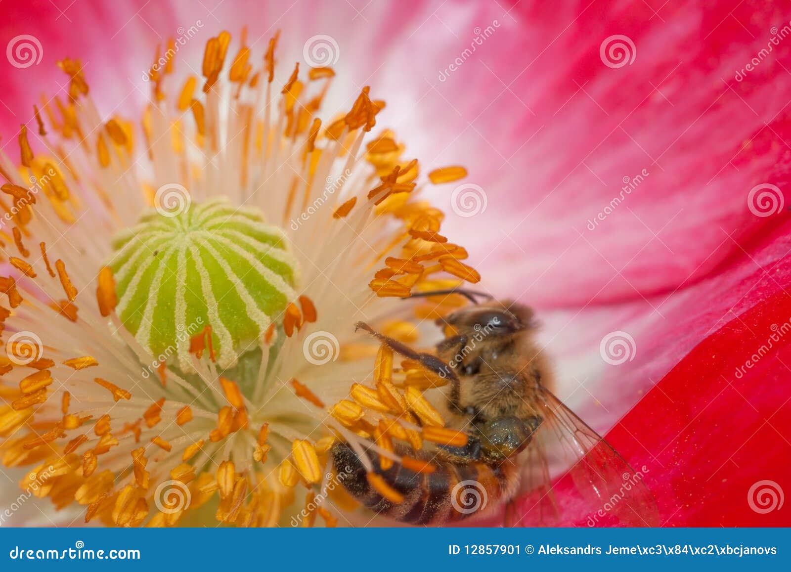 Bee in the Flower with Pollen Stock Image - Image of insect, gardening ...