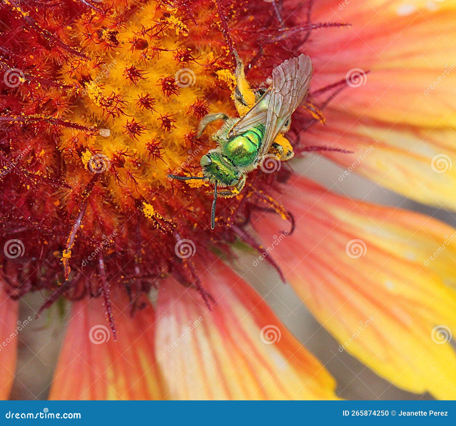 Bee on flower pollen stock photo. Image of orange, animal - 265874250