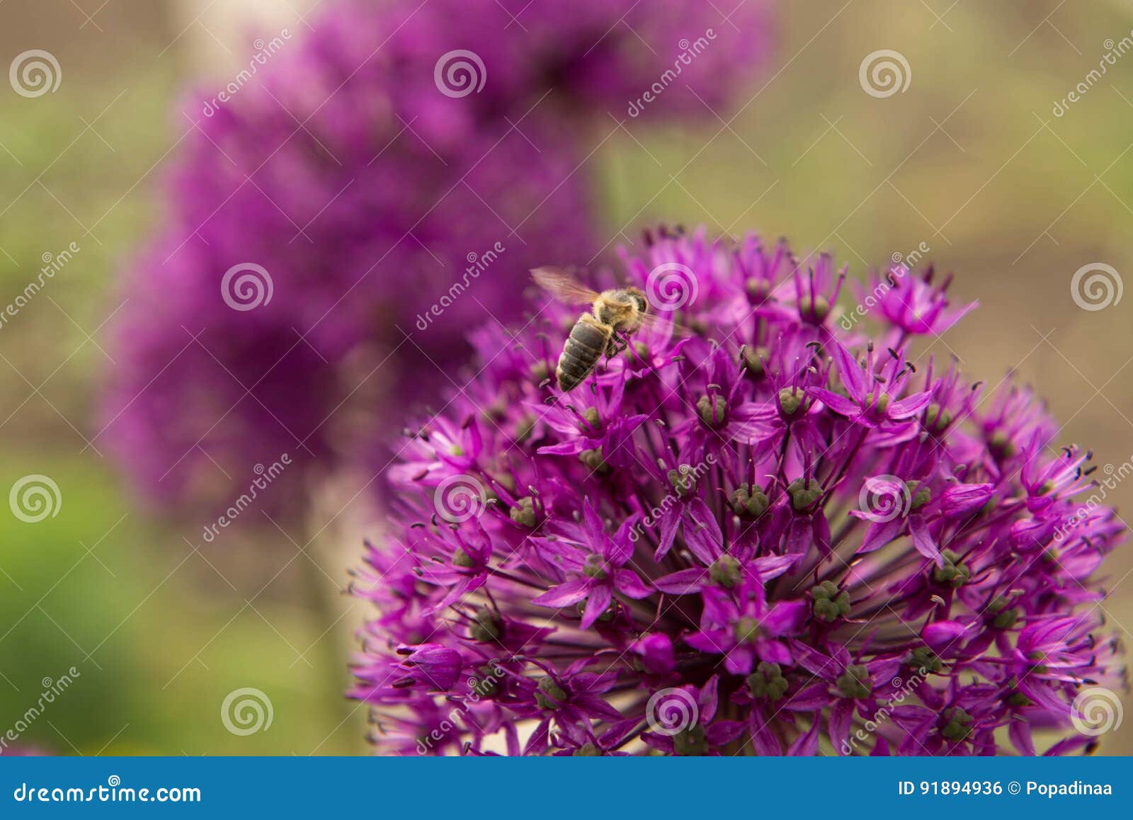 Bee and flower stock photo. Image of macro, closeup, process - 91894936
