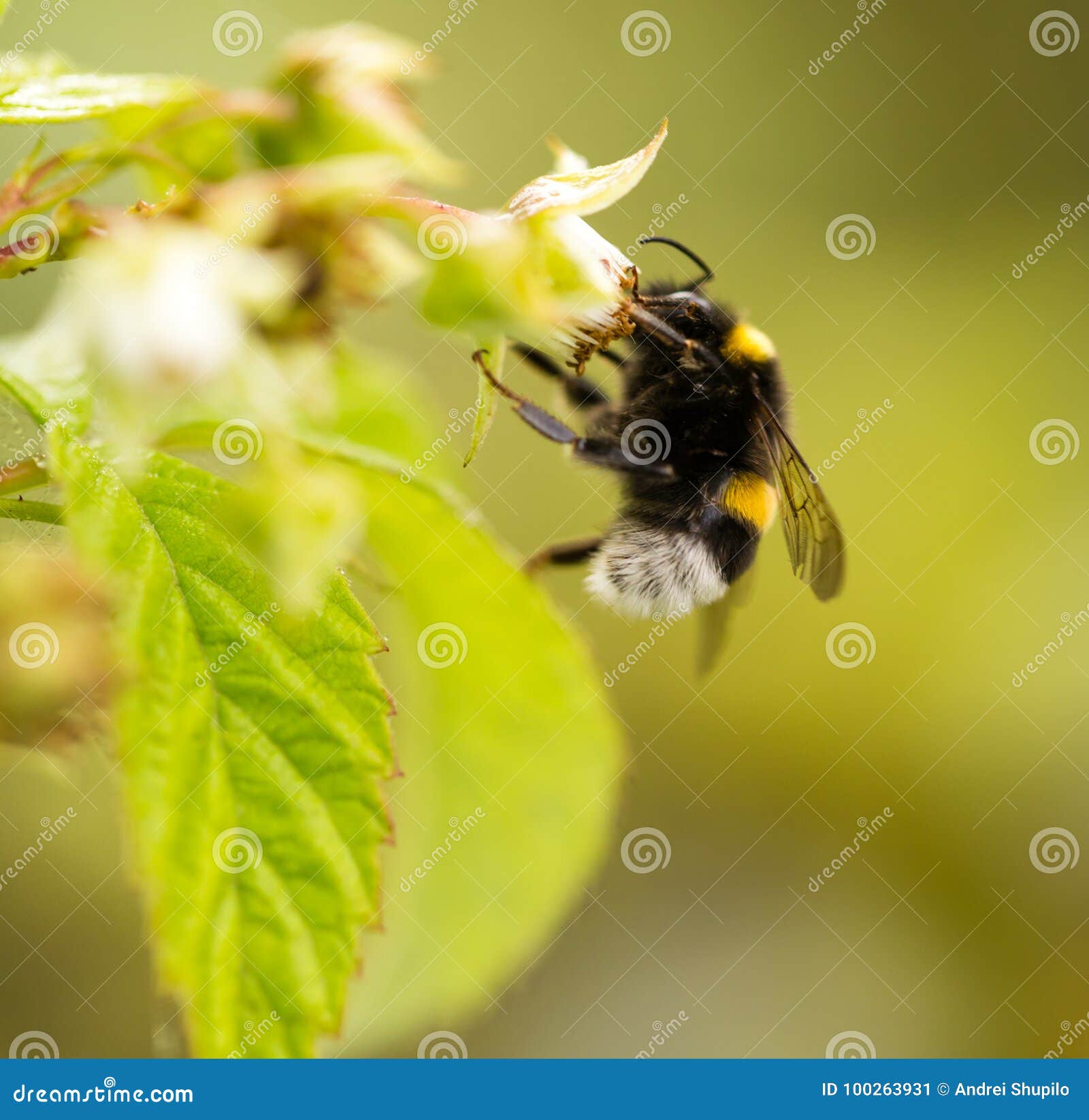 A Bee on a Flower in Raspberries Stock Image - Image of closeup, pollen ...
