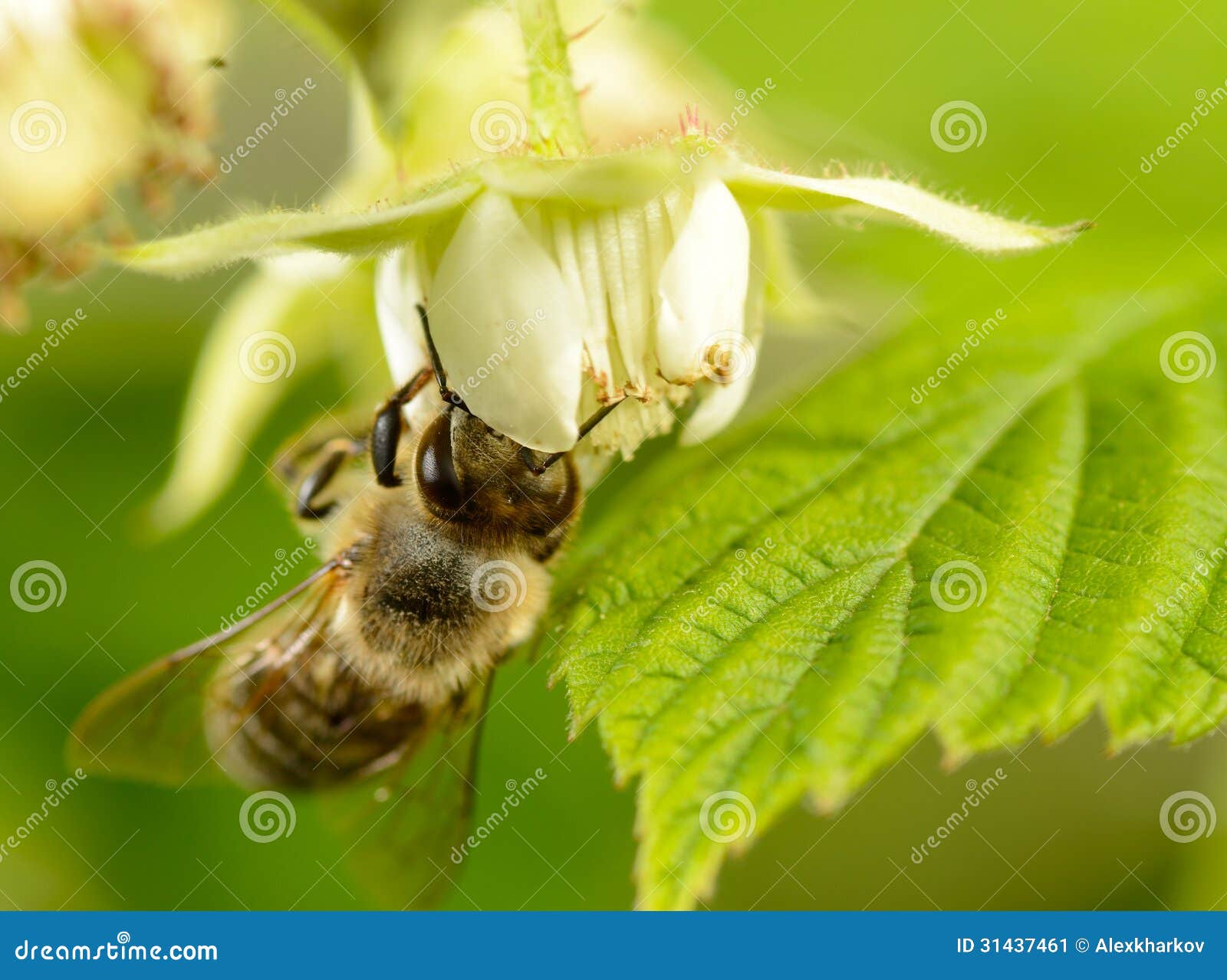 Bee on flower of raspberry stock image. Image of antenna - 31437461