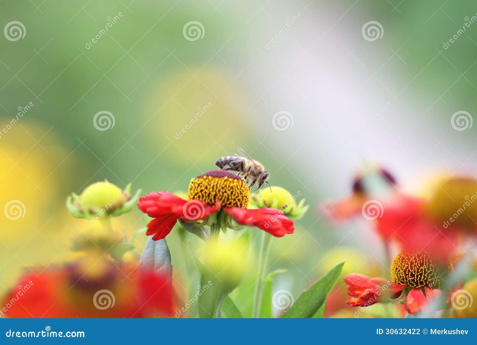Bee and flower stock photo. Image of efficiency, botany - 30632422