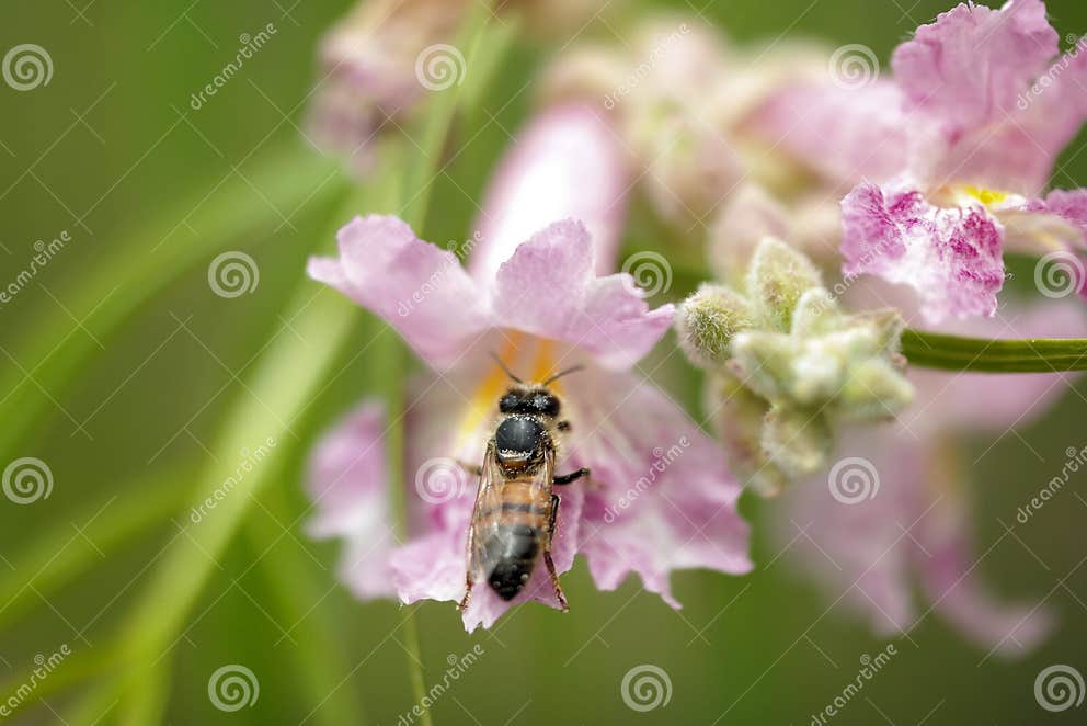 Bee in a flower stock image. Image of tiny, flower, floral - 56291649