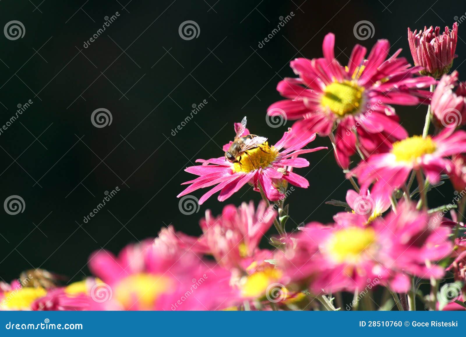 Bee on flower spring scene stock photo. Image of leaf - 28510760