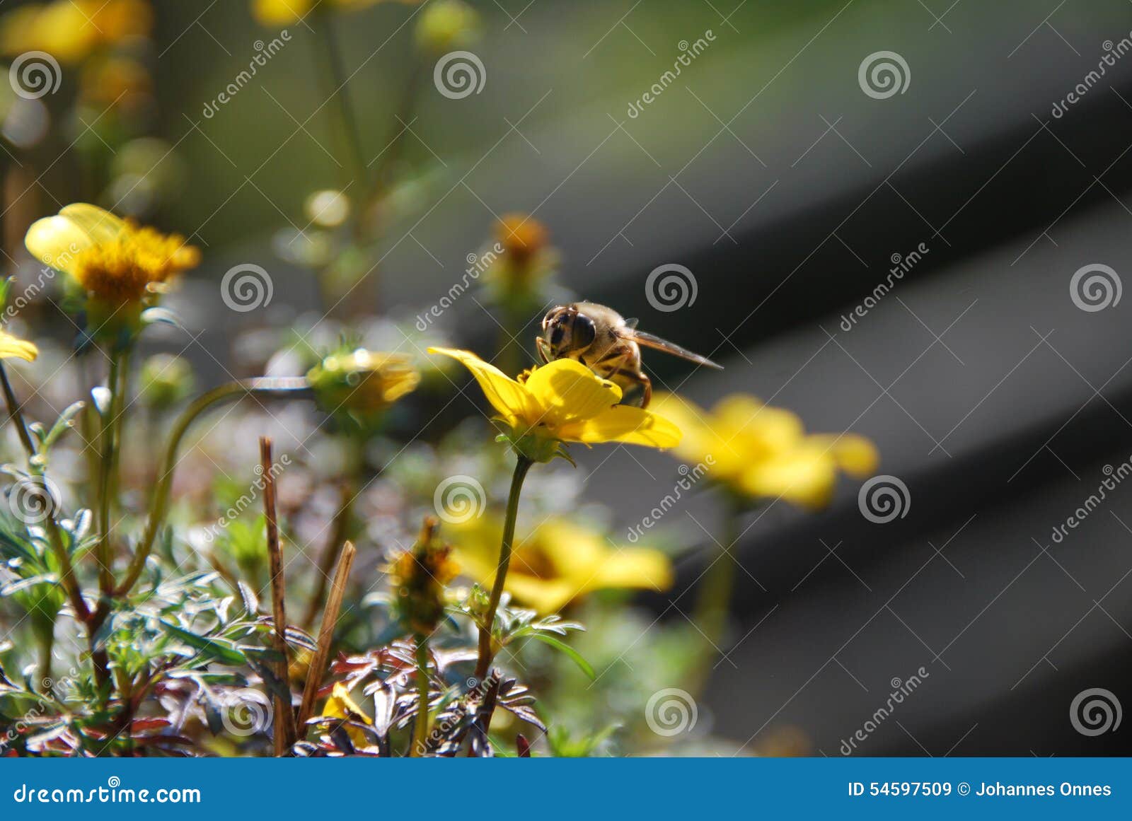 Bee on a flower in the sun stock image. Image of nature - 54597509